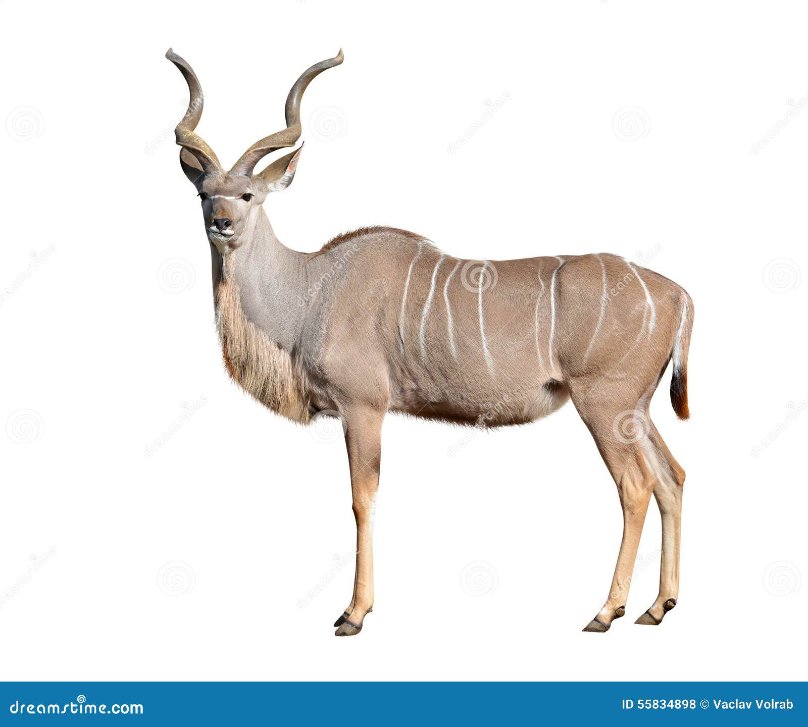 Greater kudu stock photo. Image of savannah, artiodactyla - 55834898