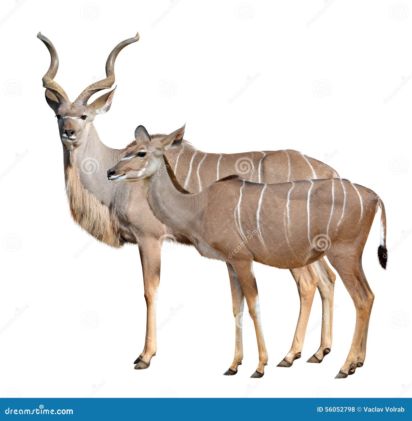 The Greater Kudu Tragelaphus Strepsiceros Royalty-Free Stock Photo ...