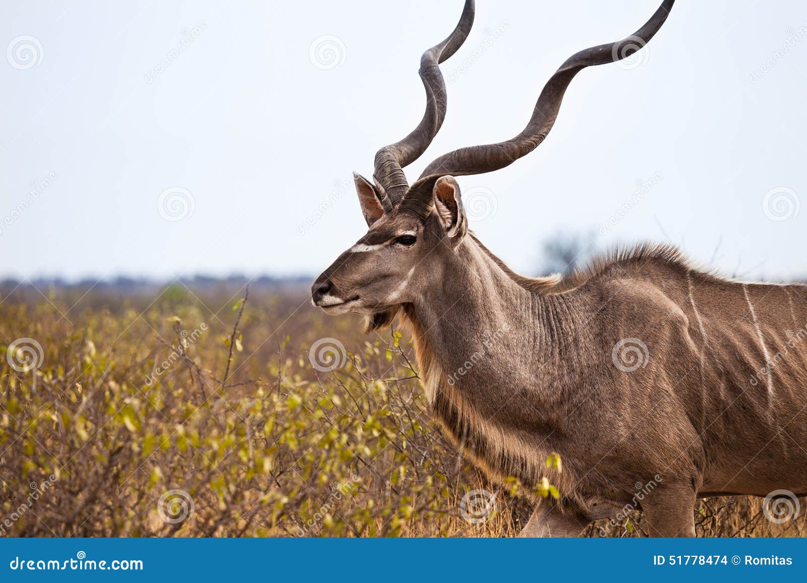 Greater kudu stock photo. Image of area, ecosystem, botswana - 51778474