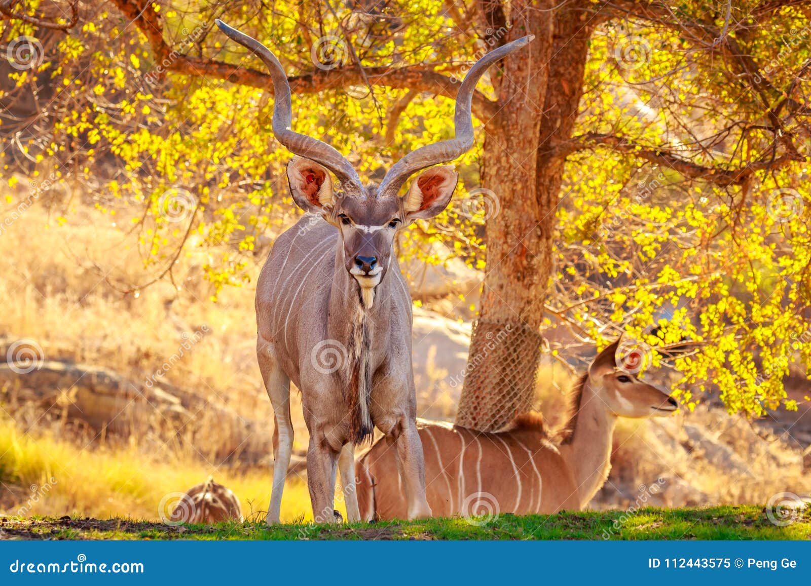 Greater Kudu stock image. Image of park, states, diego - 112443575