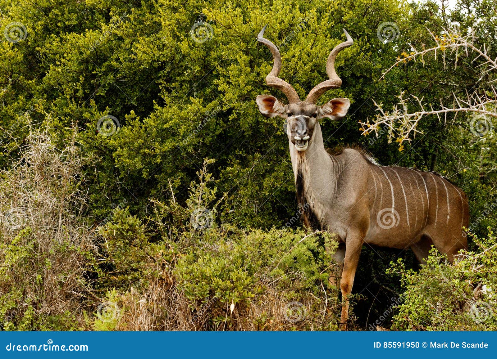 Greater Kudu Standing and Smiling Stock Photo - Image of park, mammal ...