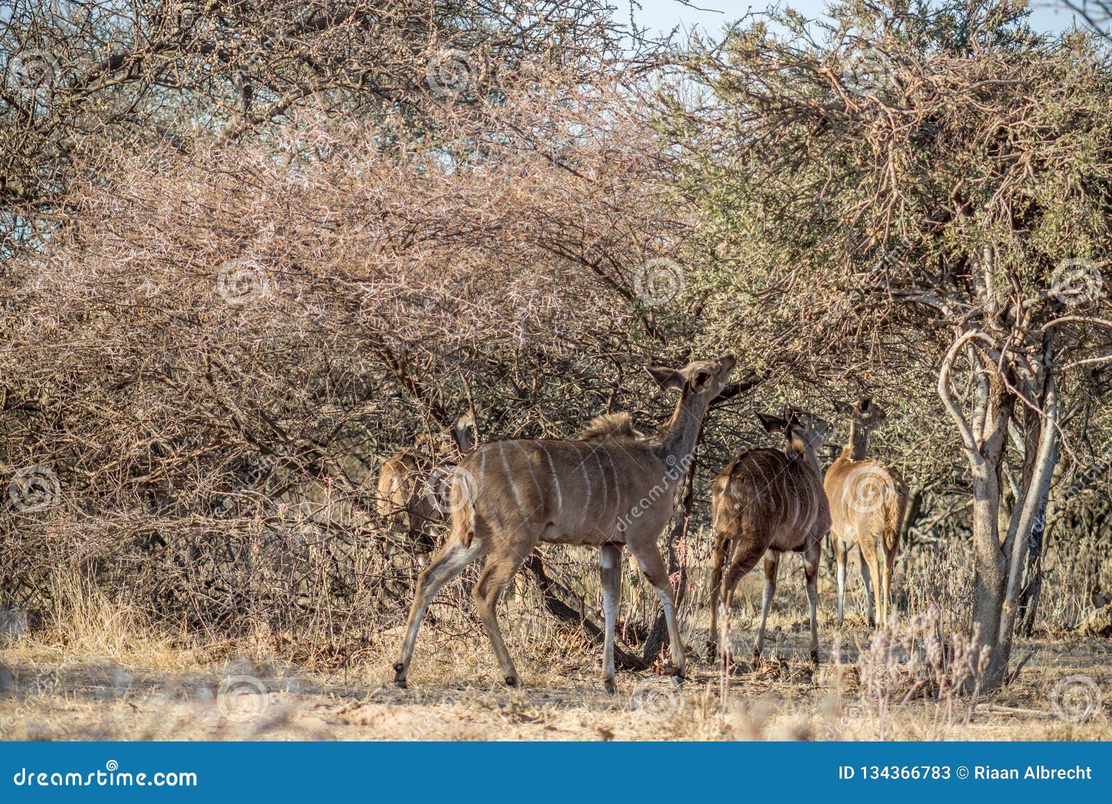 Greater Kudu Standing Under Bushveld Tree Stock Image - Image of kruger ...