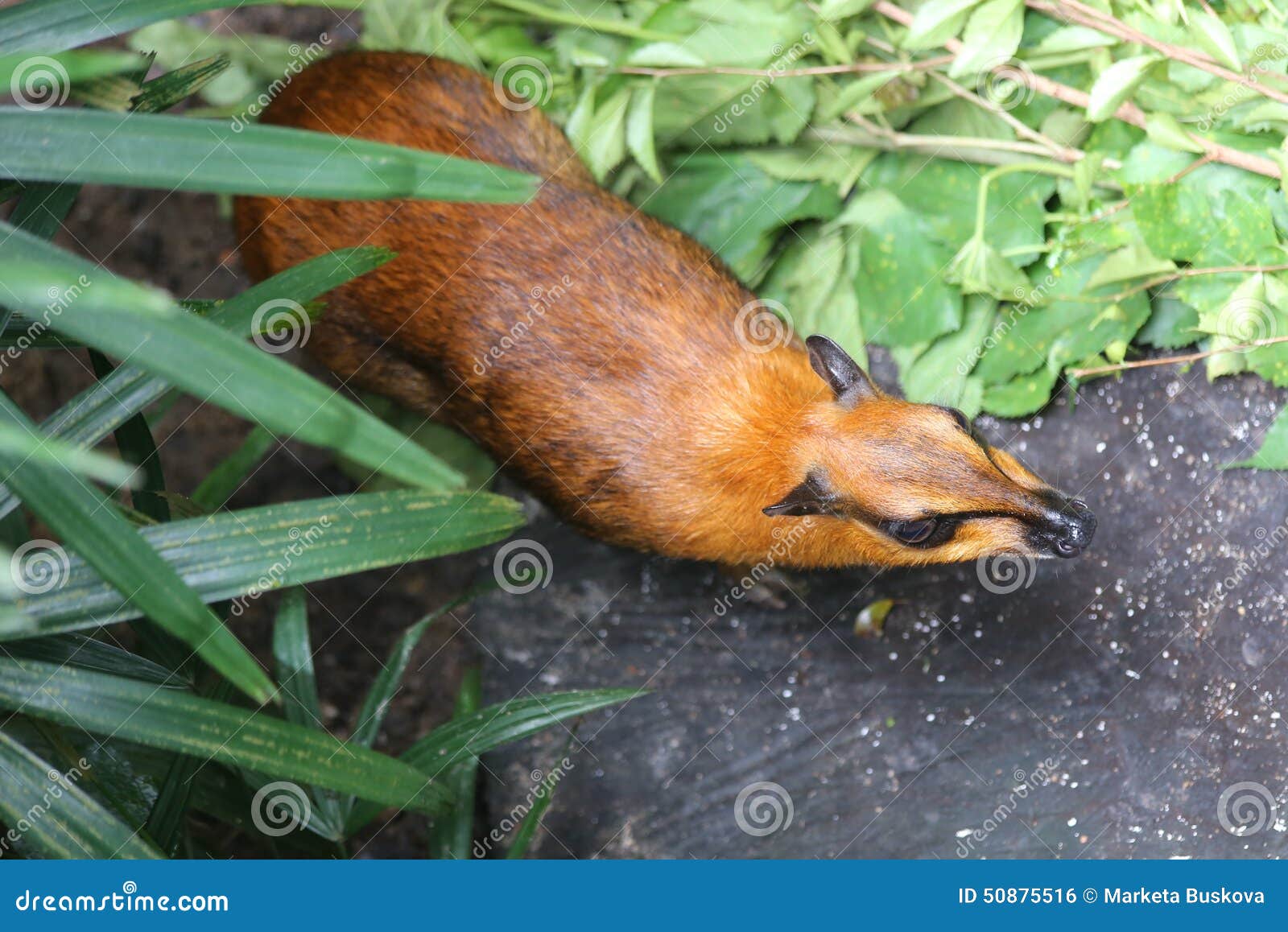 Greater mouse deer stock photo. Image of myanmar, chevrotain - 50875516