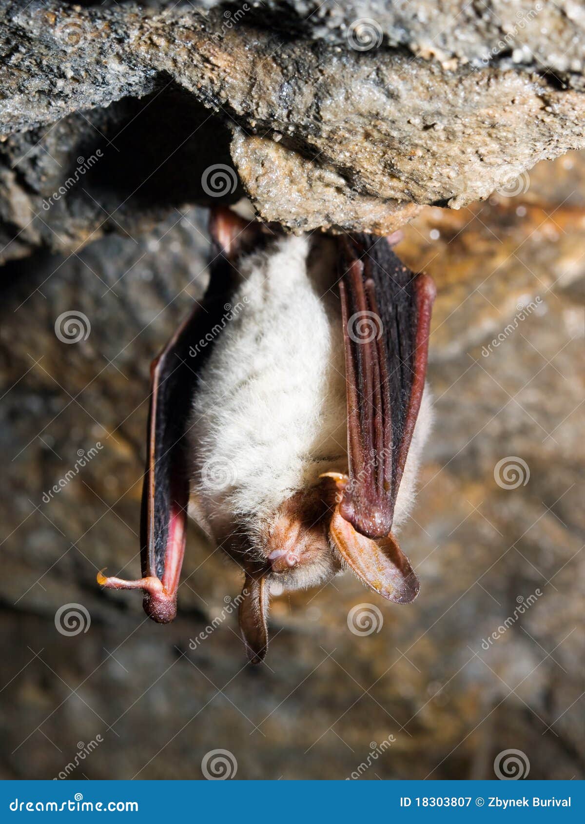 Greater mouse-eared bat stock image. Image of greater - 18303807