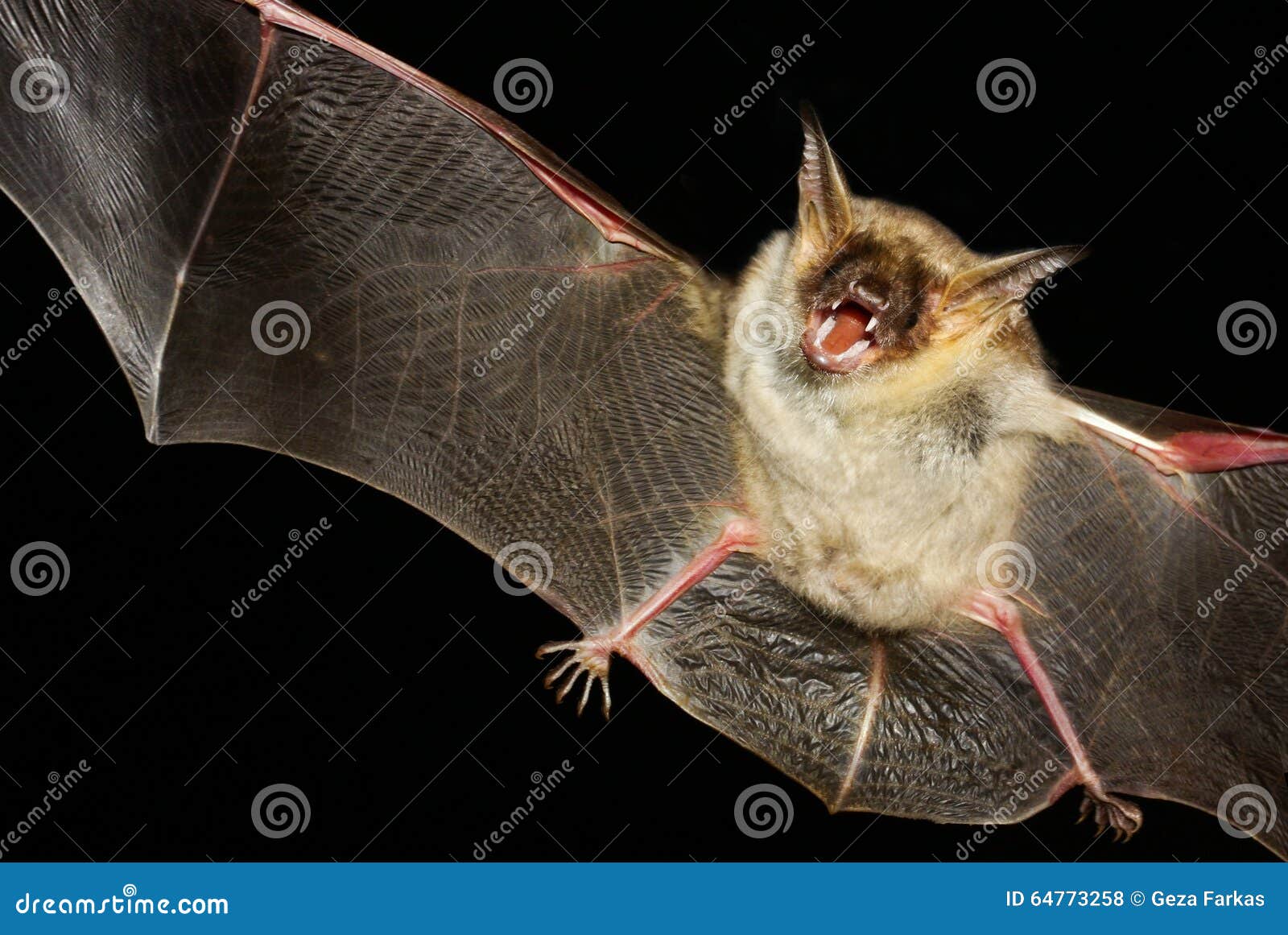Greater Mouse-eared Bat, Myotis Myotis, In The Nature Cave Habitat ...