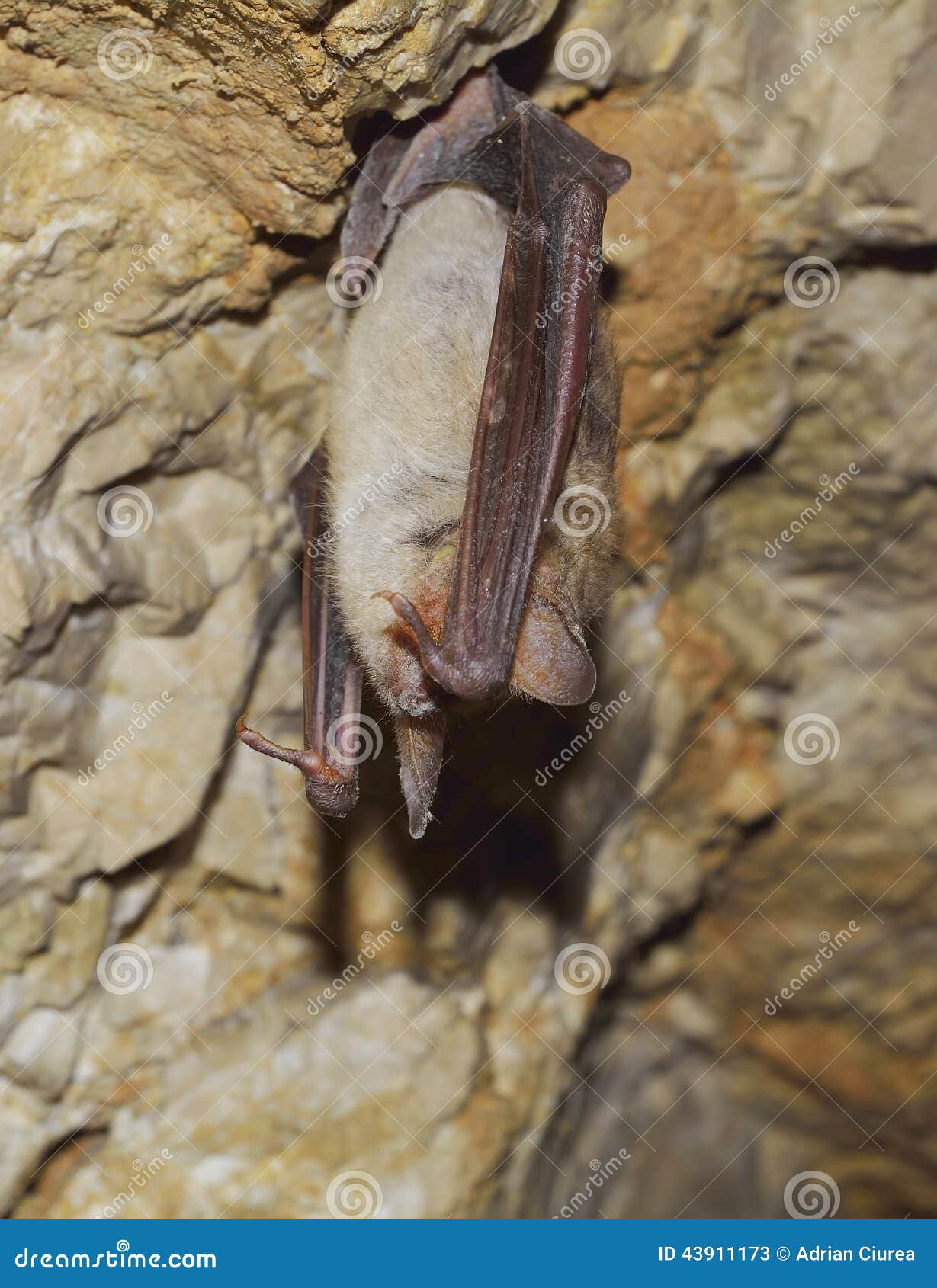 Greater Mouse-eared Bat ( Myotis Myotis) Stock Image - Image of black ...