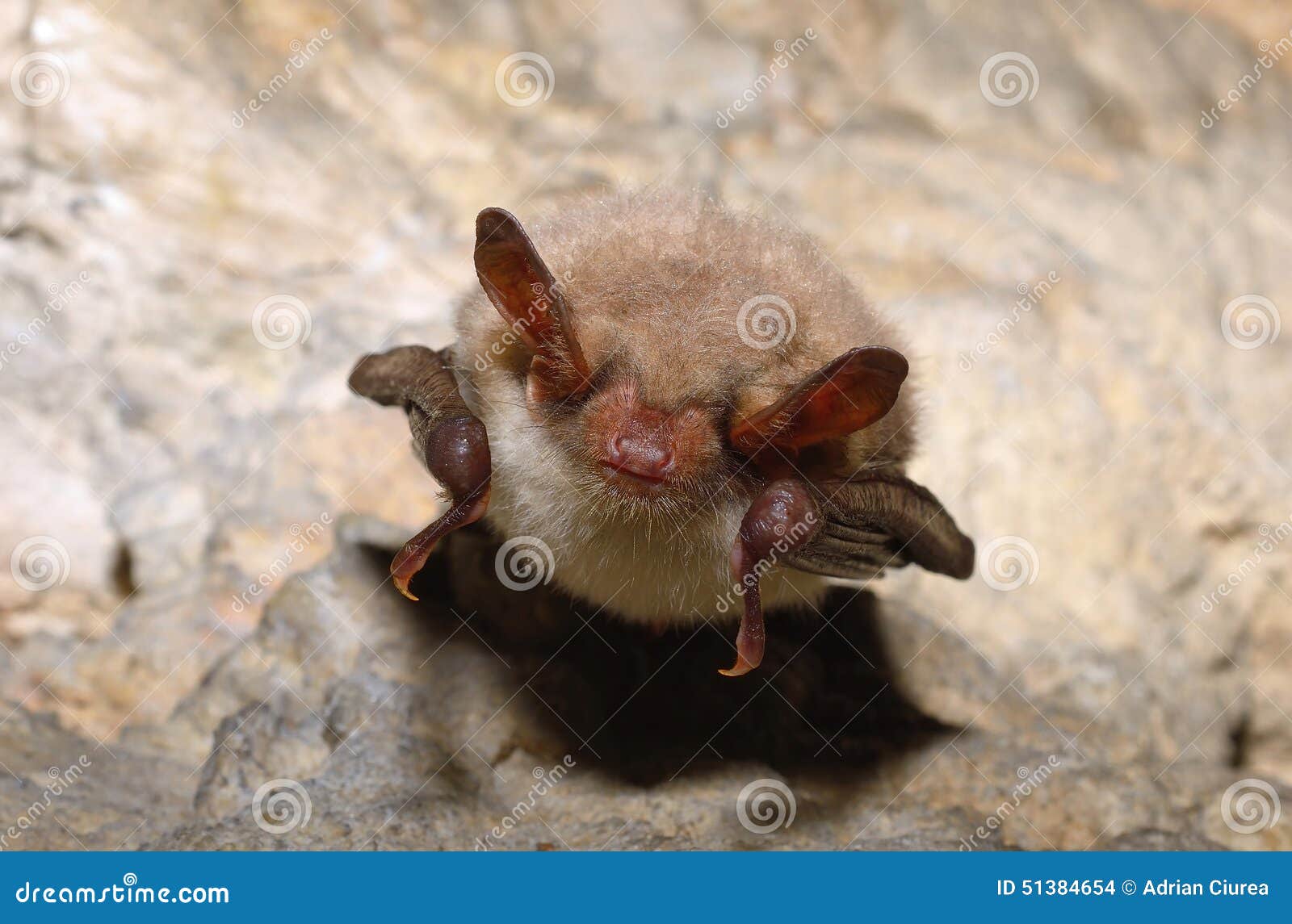 Greater Mouse-eared Bat ( Myotis Myotis) Stock Photo - Image of ...