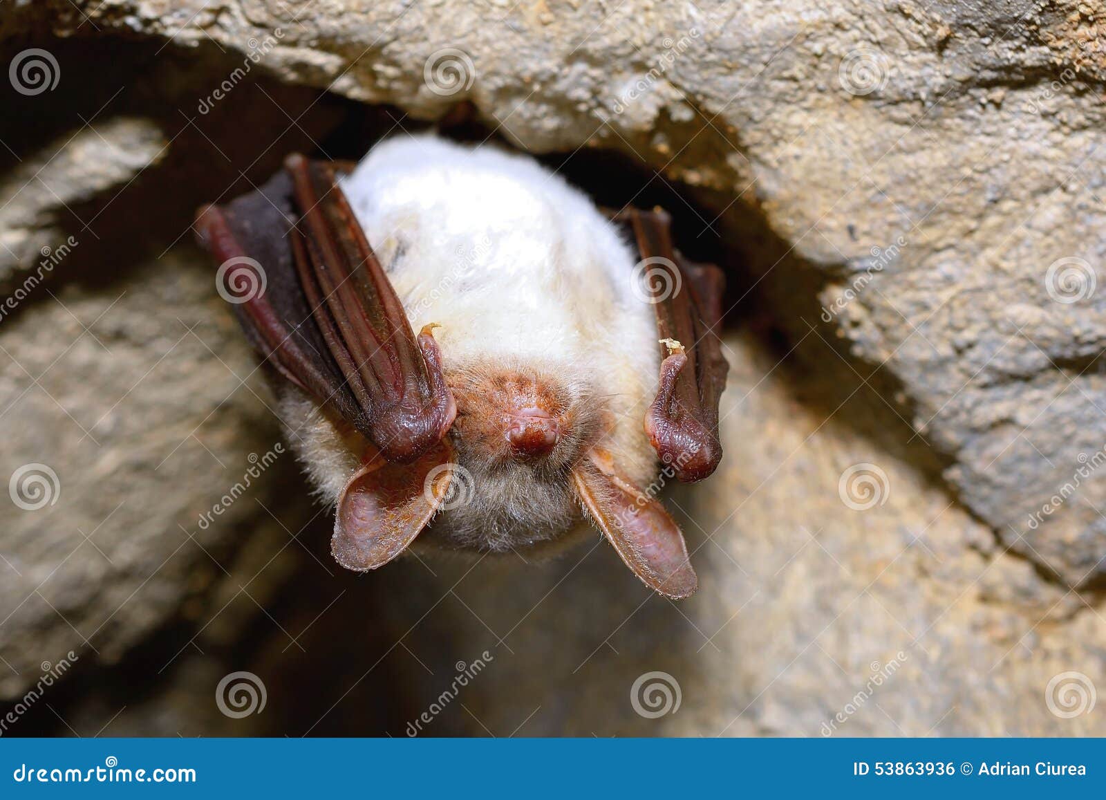 Greater Mouse-eared Bat ( Myotis Myotis) Stock Photo - Image of caving ...