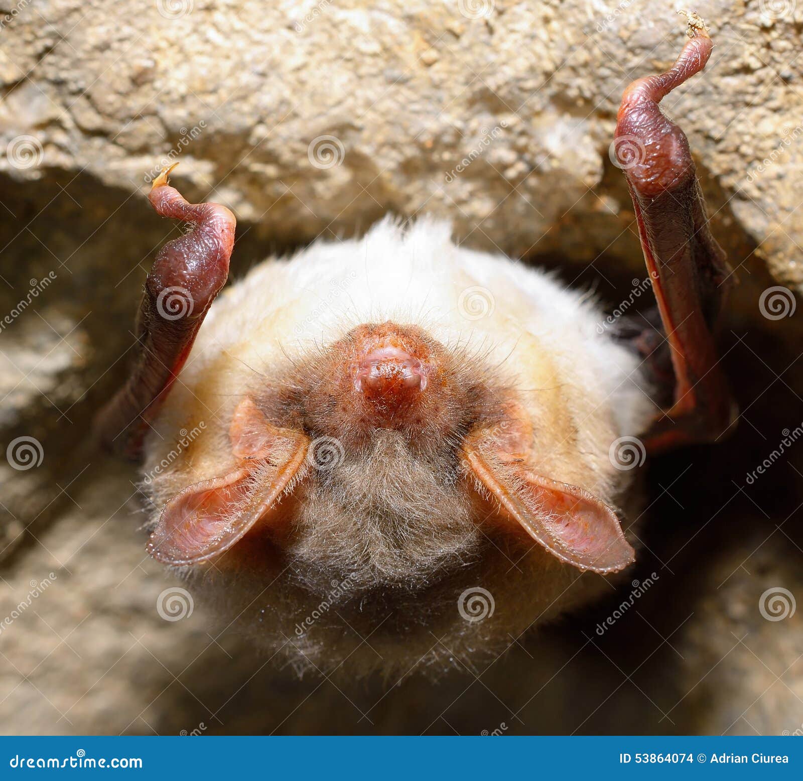 Greater Mouse-eared Bat ( Myotis Myotis) Stock Photo - Image of myotis ...