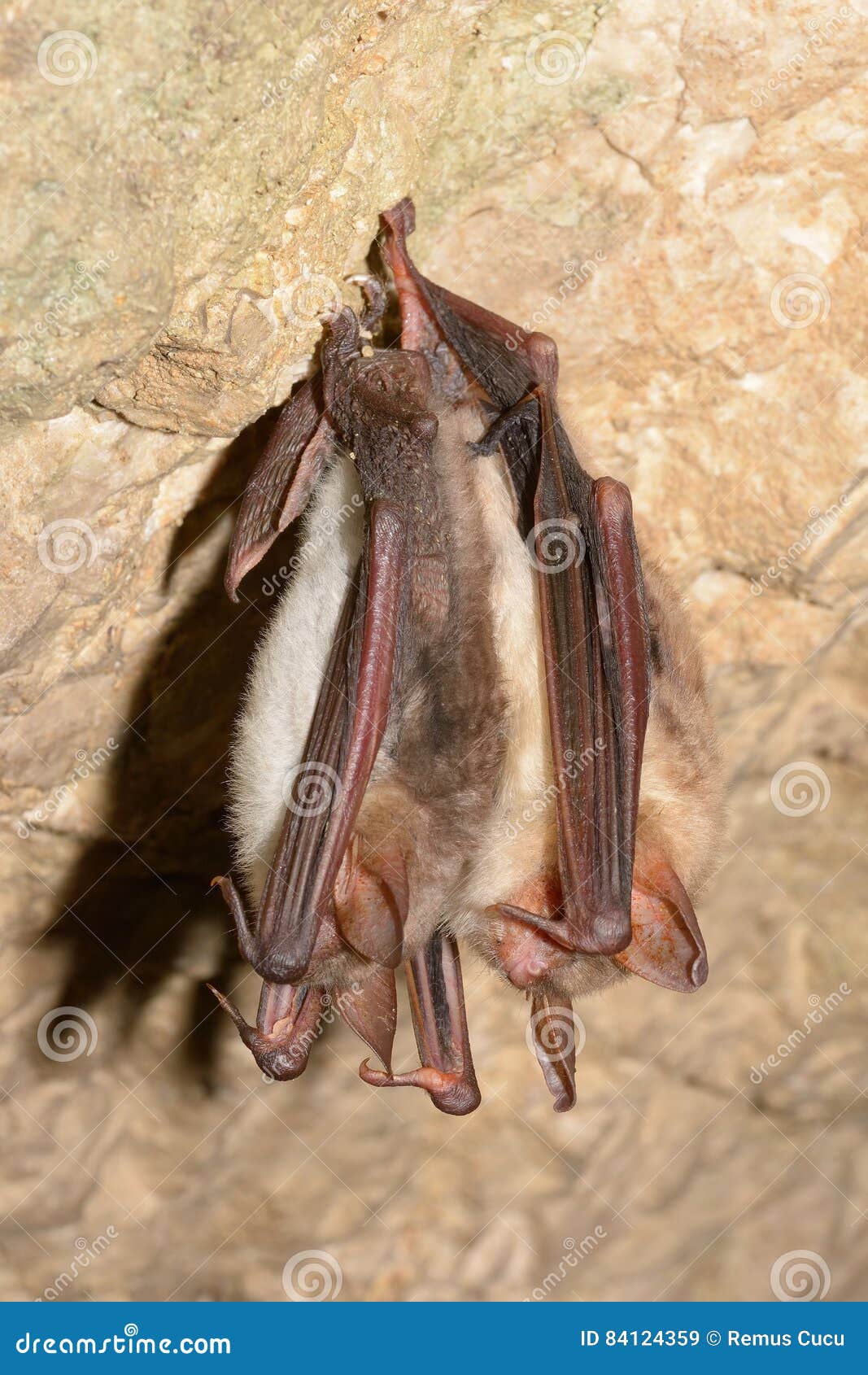Greater Mouse-eared Bat Myotis Myotis in the Cave Stock Image - Image ...