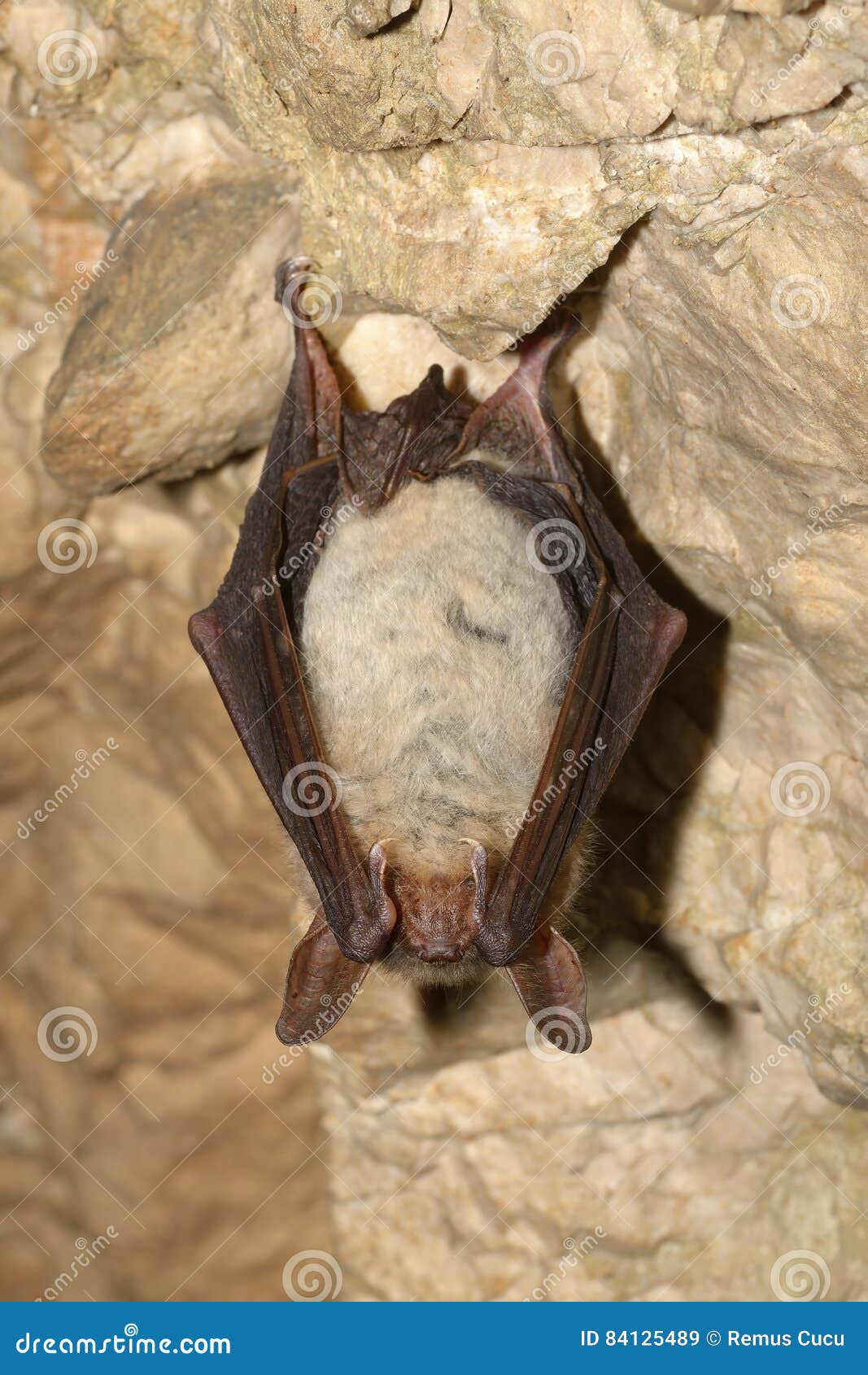 Greater Mouse-eared Bat Myotis Myotis in the Cave Stock Image - Image ...