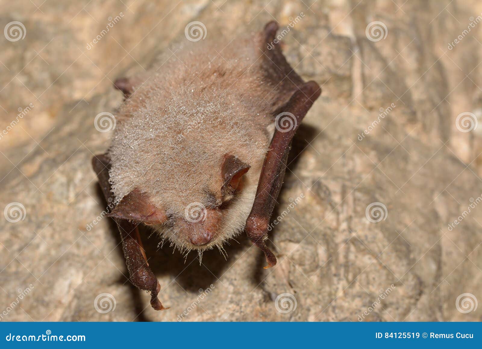 Greater Mouse-eared Bat Myotis Myotis in the Cave Stock Image - Image ...