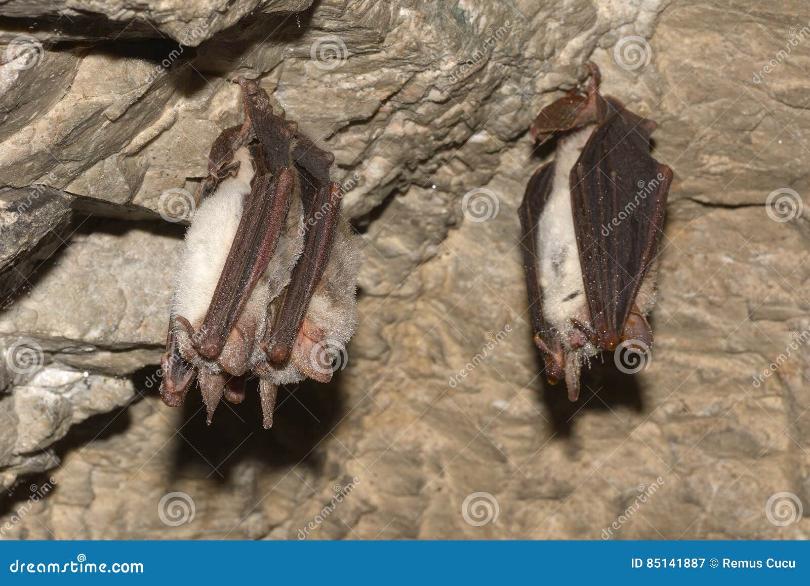 Greater Mouse-eared Bat Myotis Myotis in the Cave Stock Image - Image ...