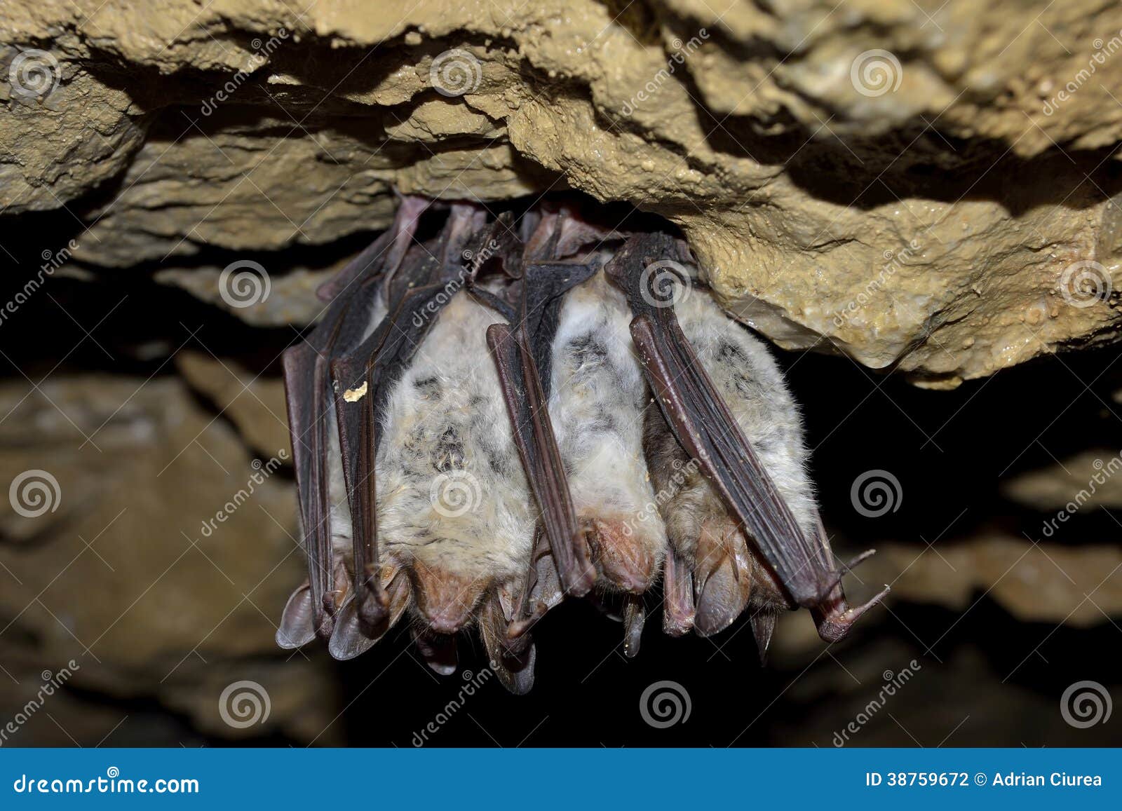 Greater Mouse Eared Bat (Myotis Myotis) Stock Photo - Image of black ...