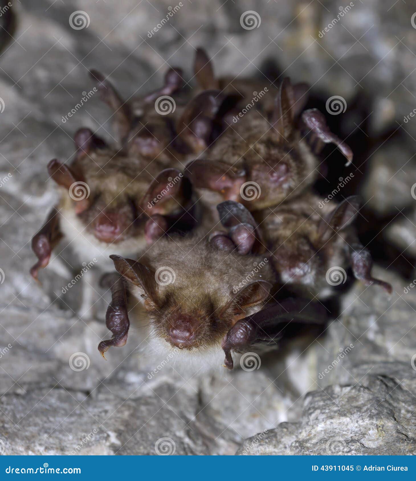 Greater Mouse-eared Bat ( Myotis Myotis) Stock Image - Image of dark ...