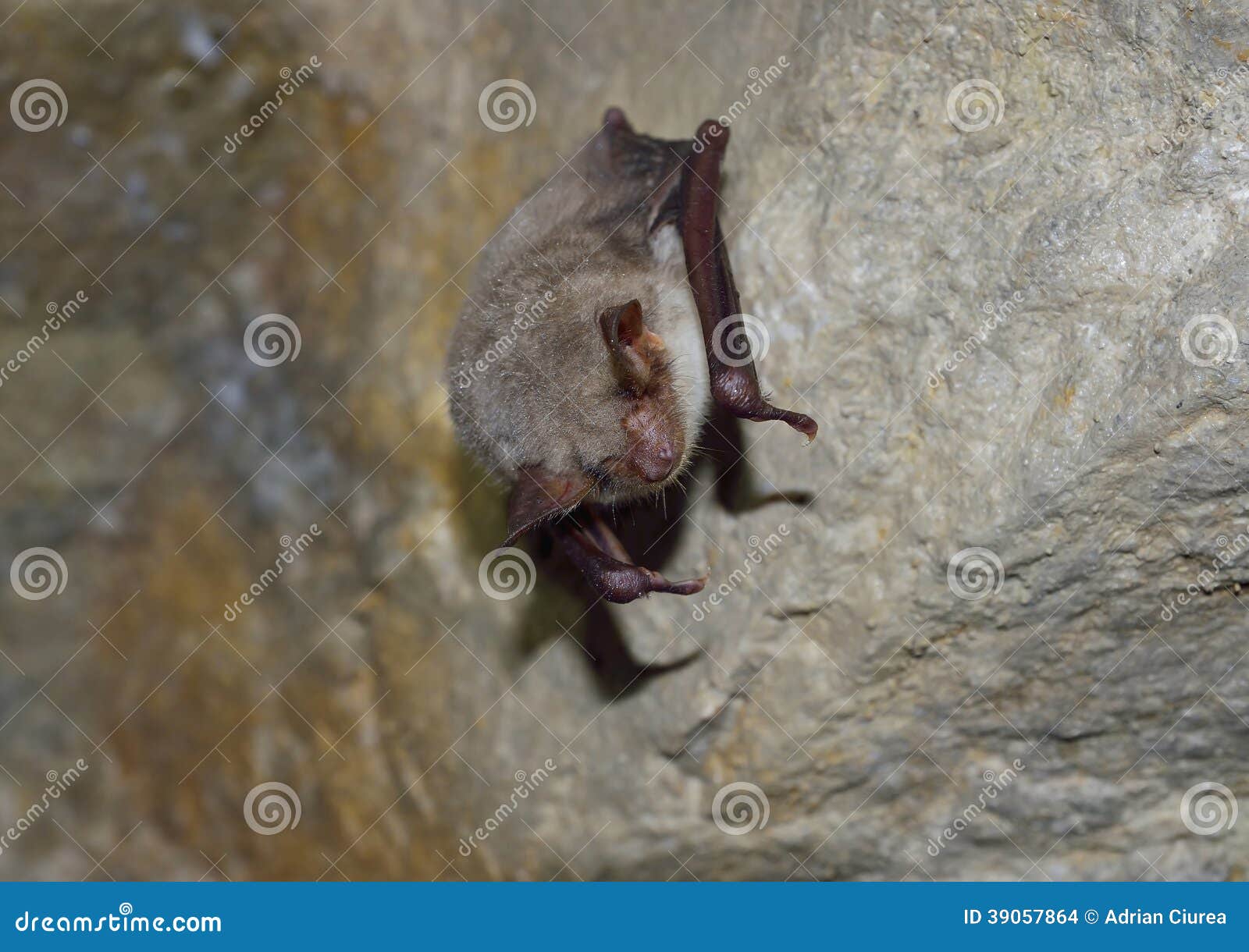 Greater Mouse-eared Bat ( Myotis Myotis) Stock Photo - Image of ...