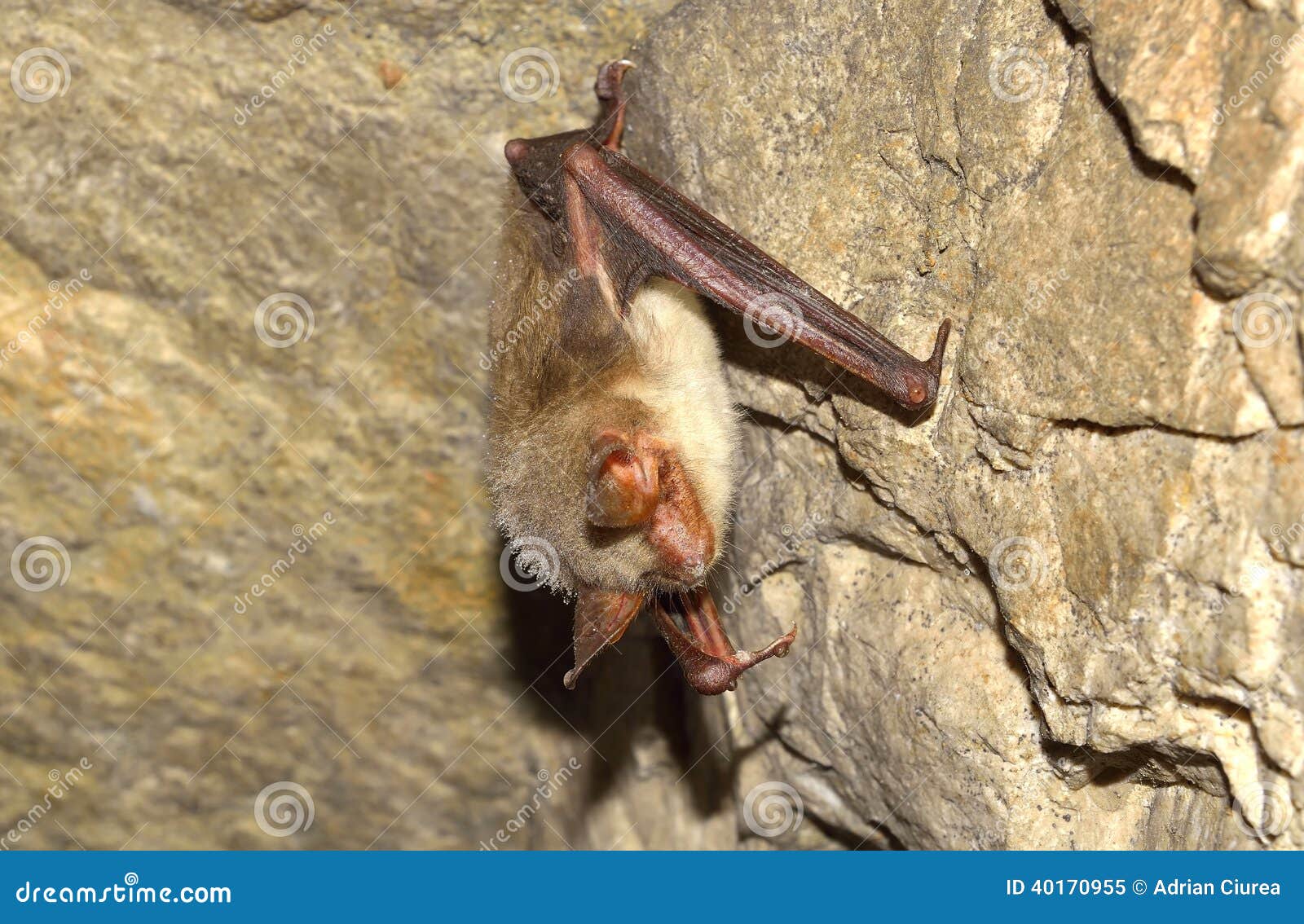 Greater Mouse-eared Bat ( Myotis Myotis) Stock Image - Image of nature ...
