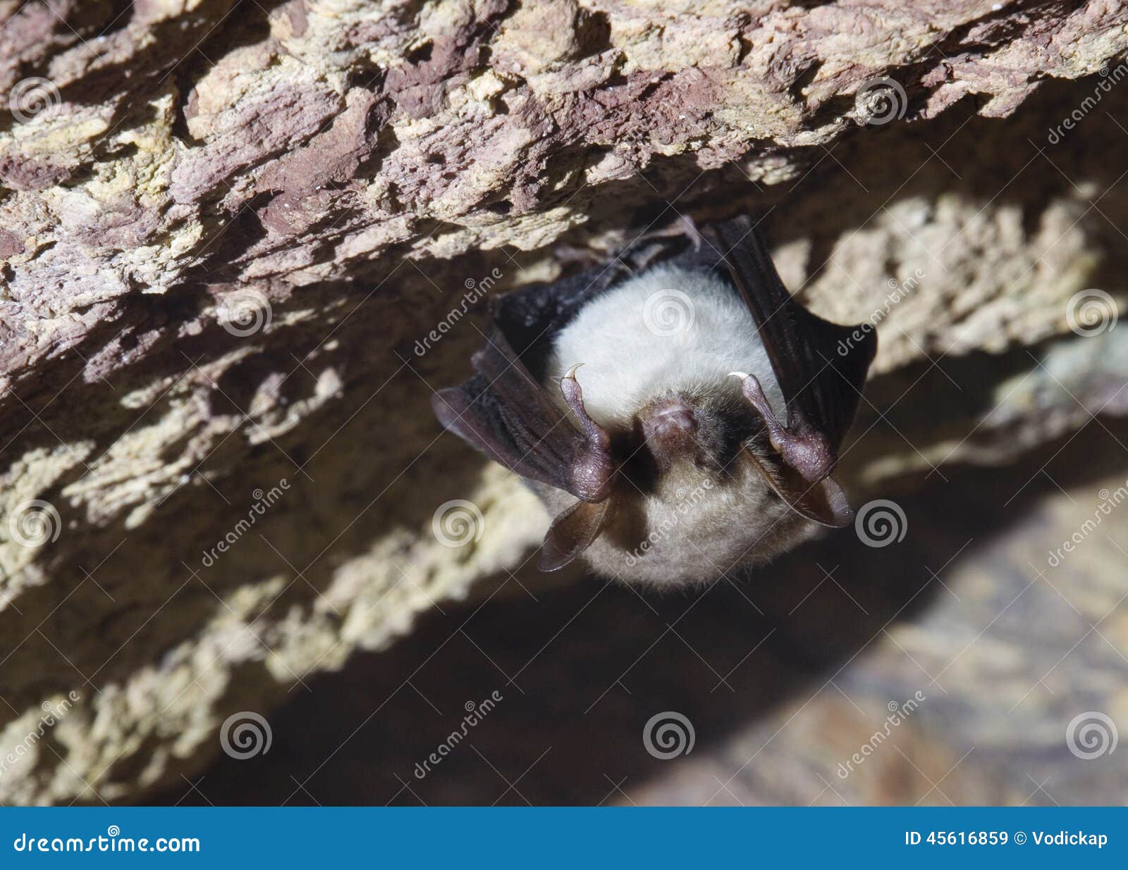 Greater mouse-eared bat stock image. Image of timid, animal - 45616859