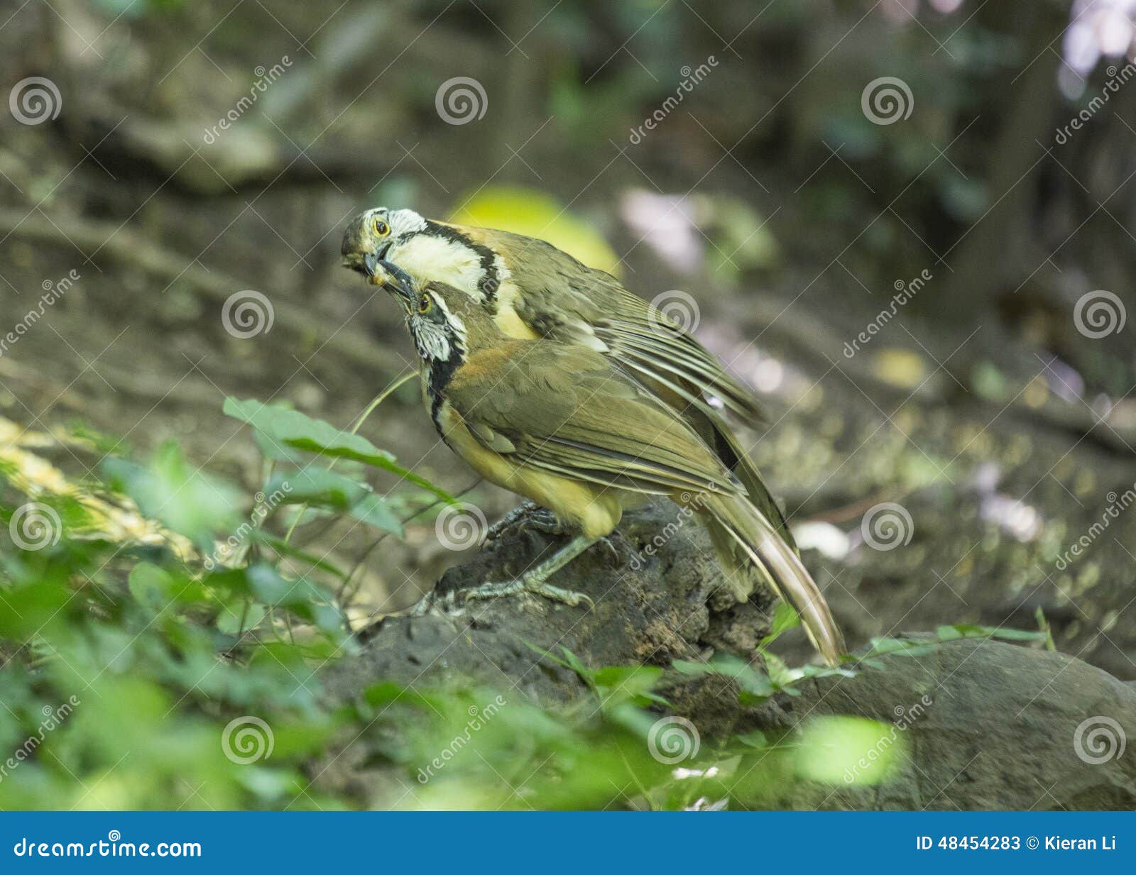 Spotted Laughingthrush Or Ianthocincla Ocellata Royalty-Free Stock ...