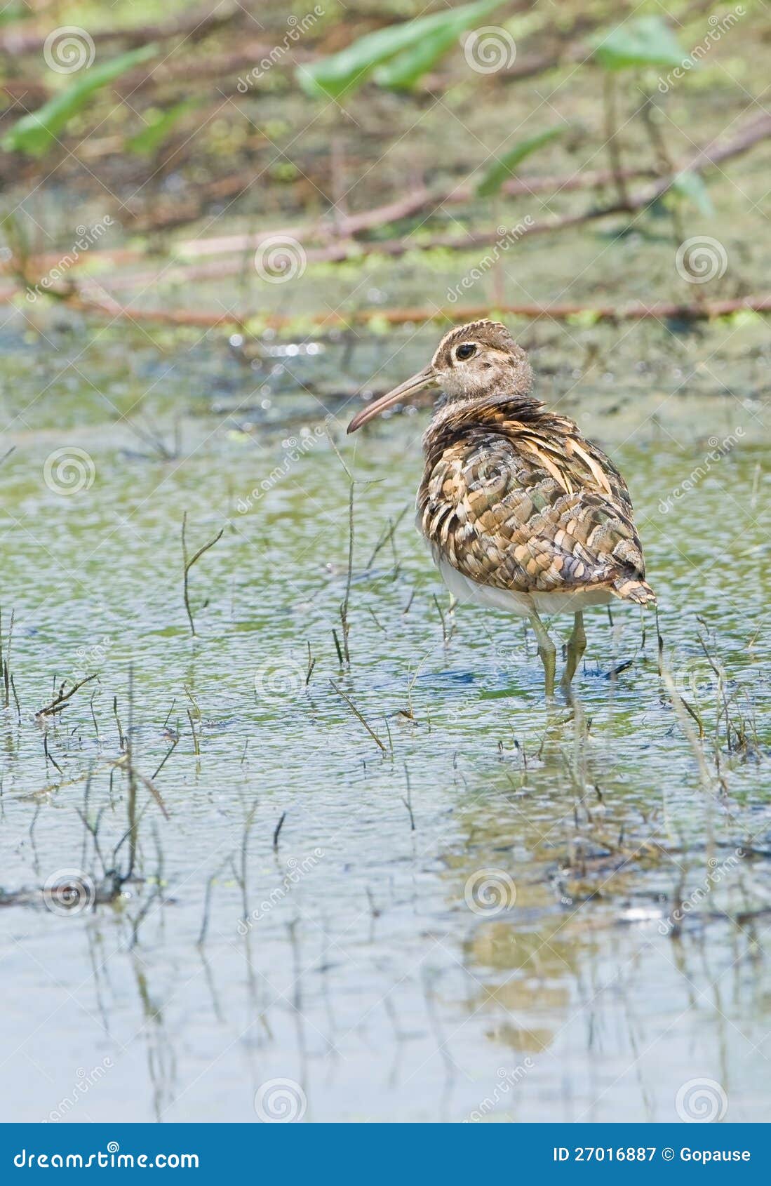 Greater Painted-snipe (male) Stock Image - Image of environment, male ...