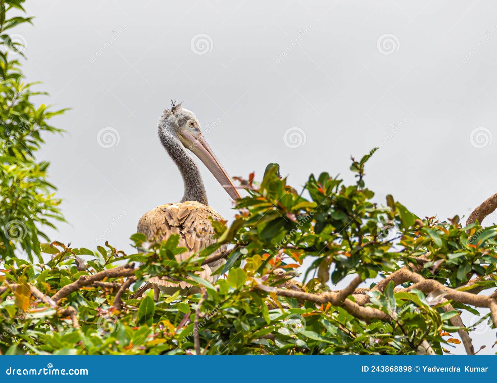 A Greater Pelican Resting on a Tree Stock Photo - Image of pelican ...