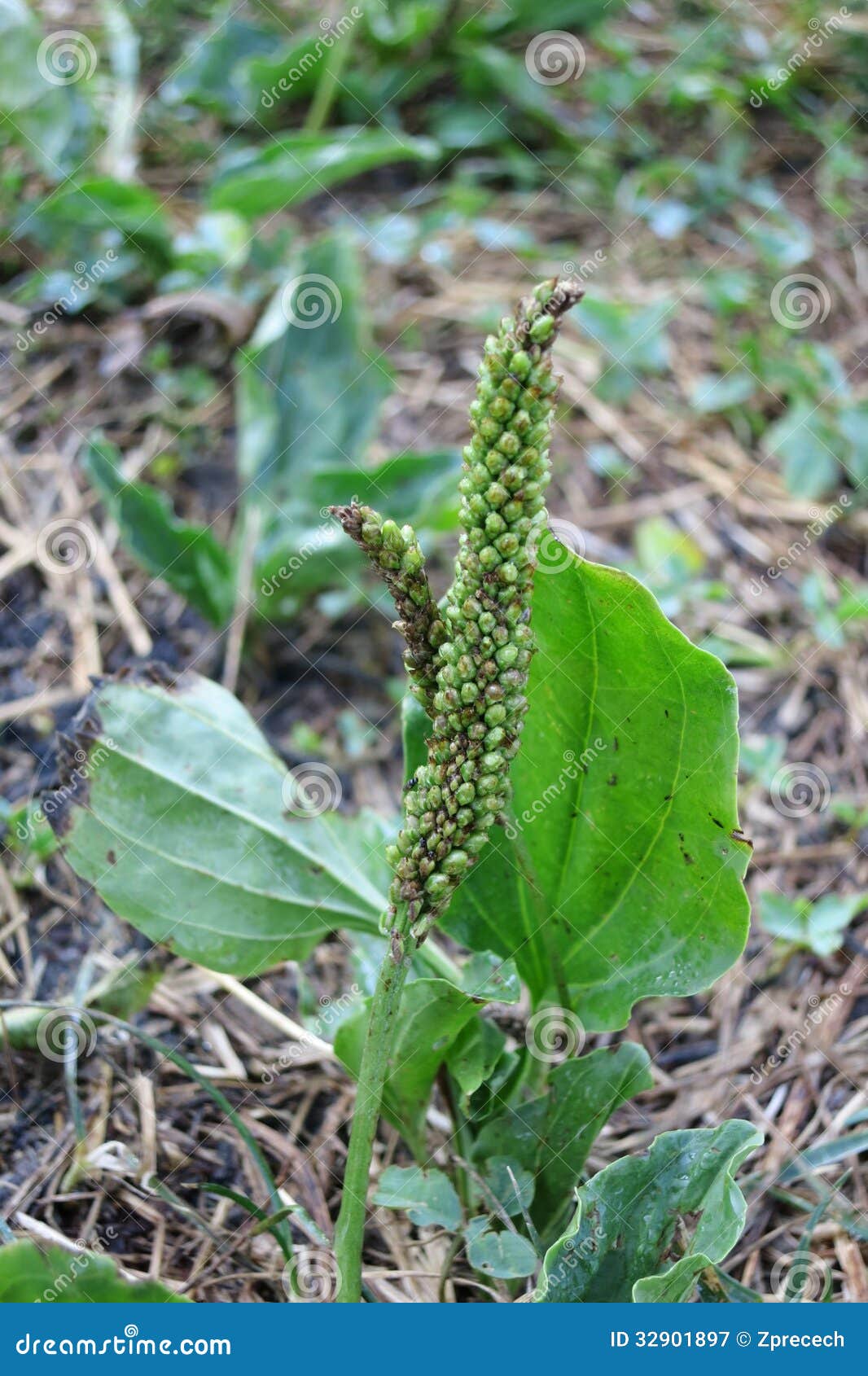 Greater Plantain, Waybread Plantago Major L. Tree Royalty-Free Stock ...