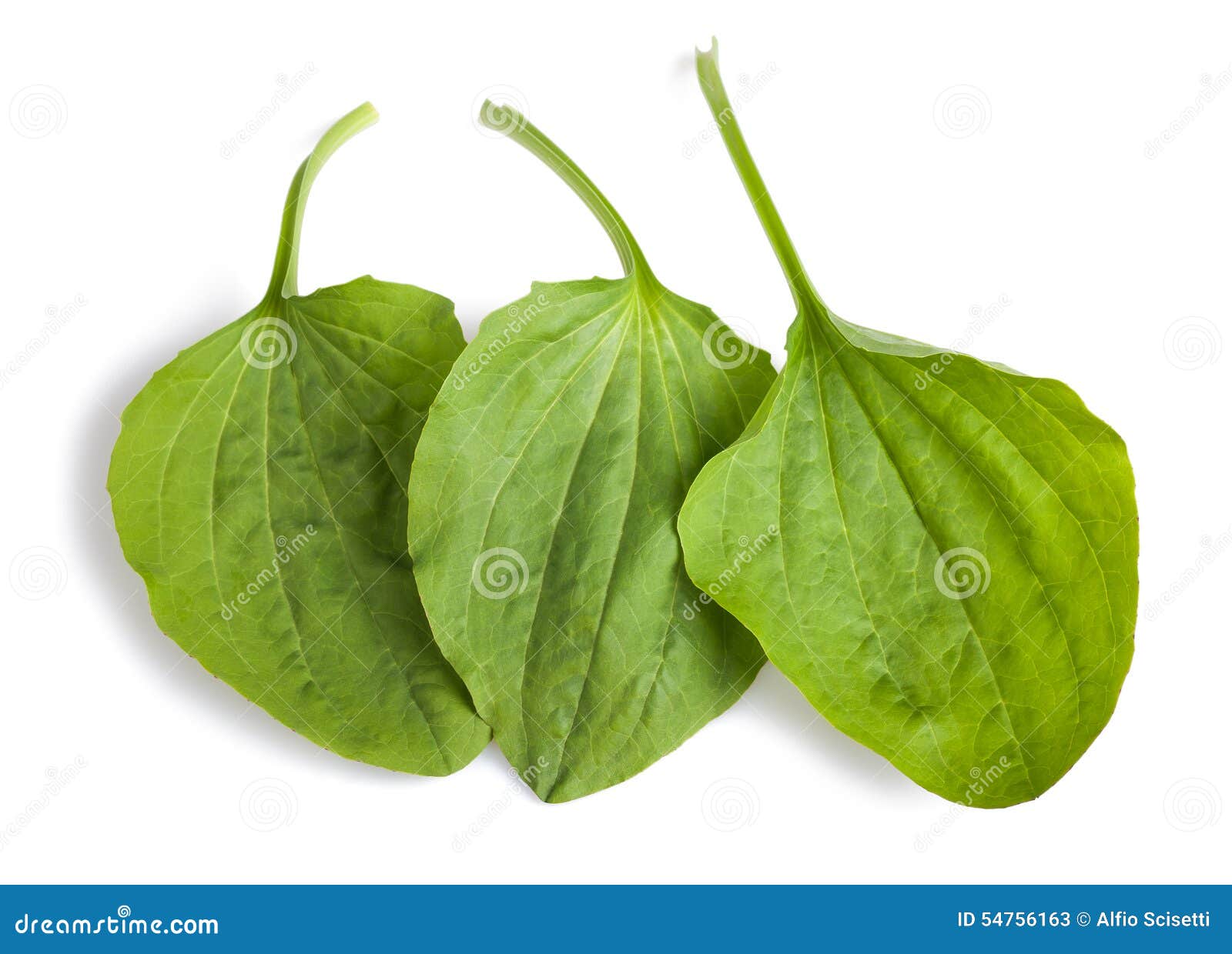 Greater Plantain, Waybread Plantago Major L. Tree Royalty-Free Stock ...