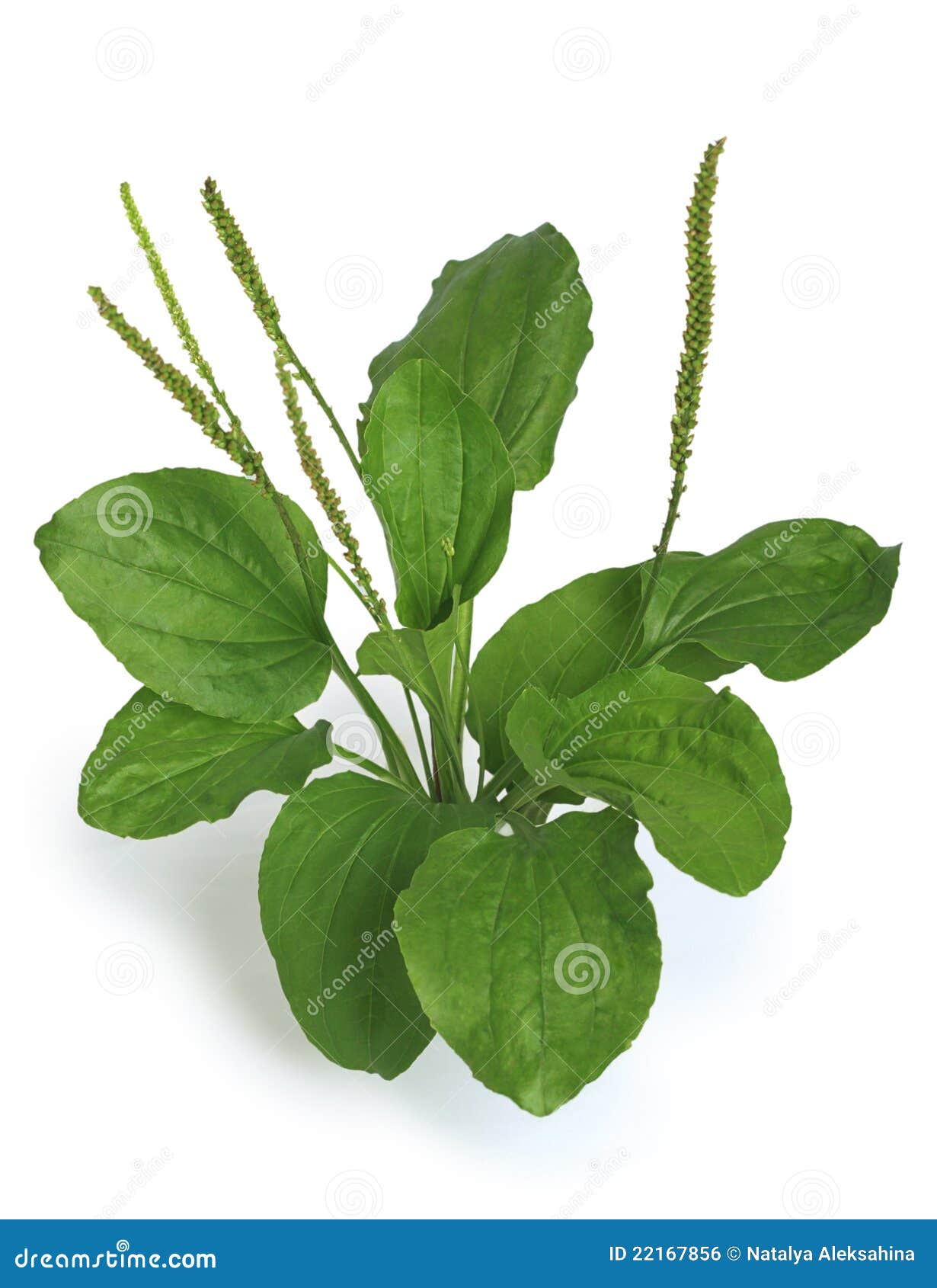 Greater Plantain (Plantago Major) Stock Photo - Image of backgrounds ...