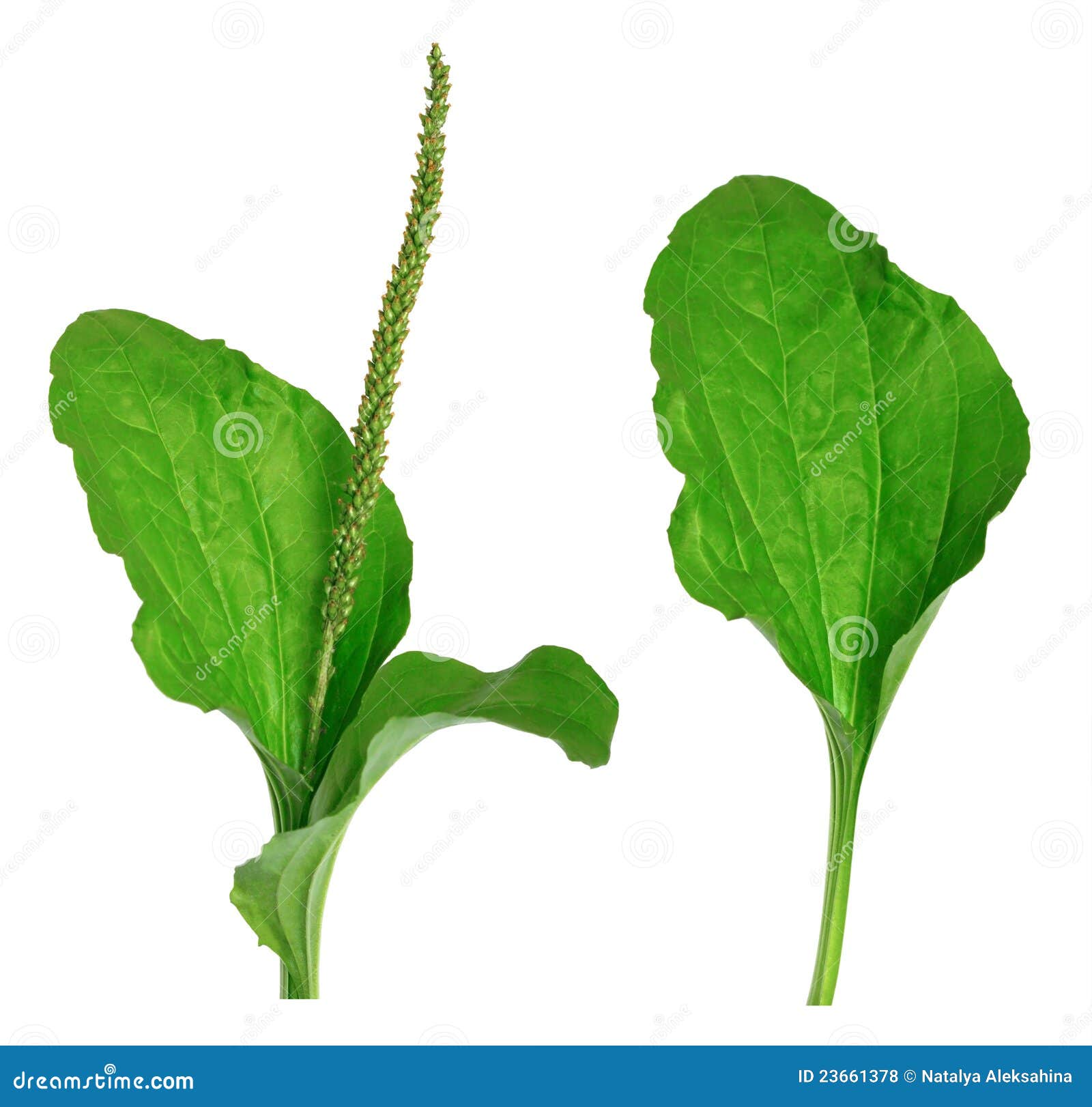 Greater Plantain, Waybread Plantago Major L. Tree Royalty-Free Stock ...