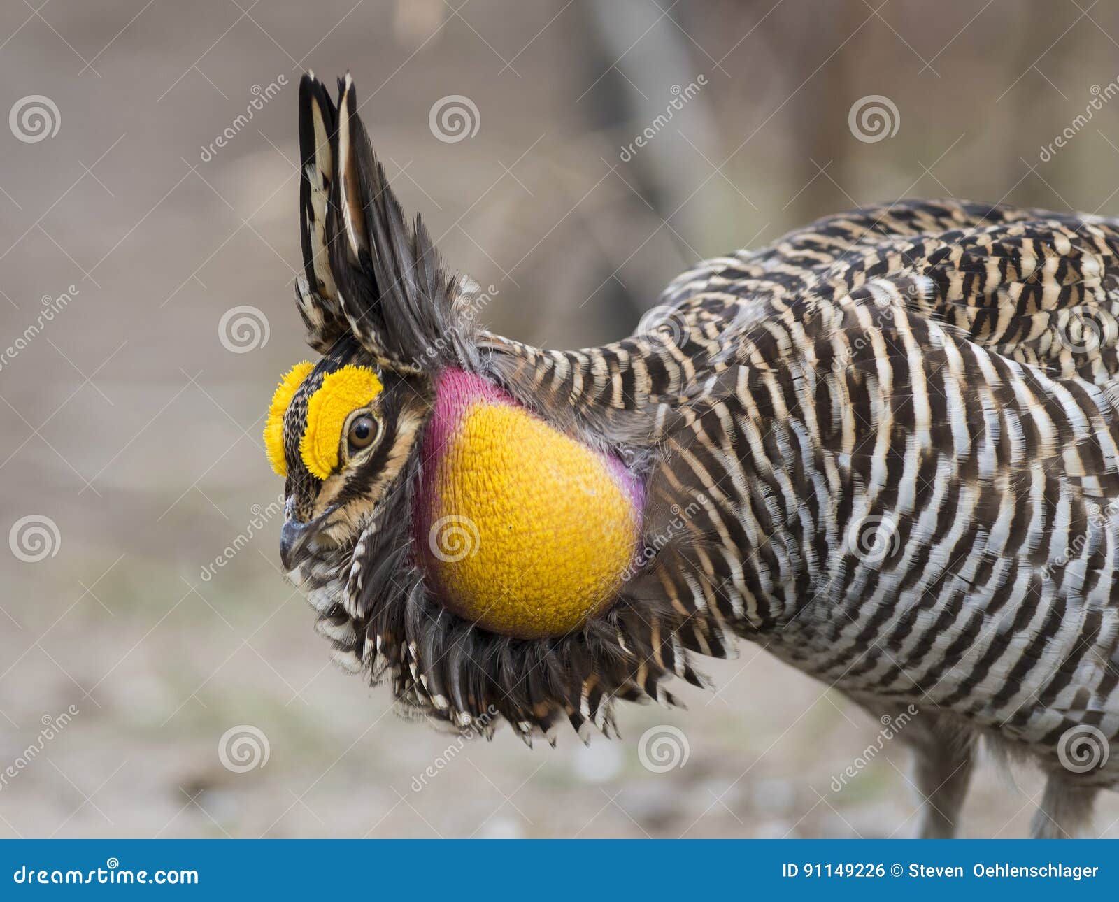 Greater Prairie Chicken stock photo. Image of prairie - 91149226