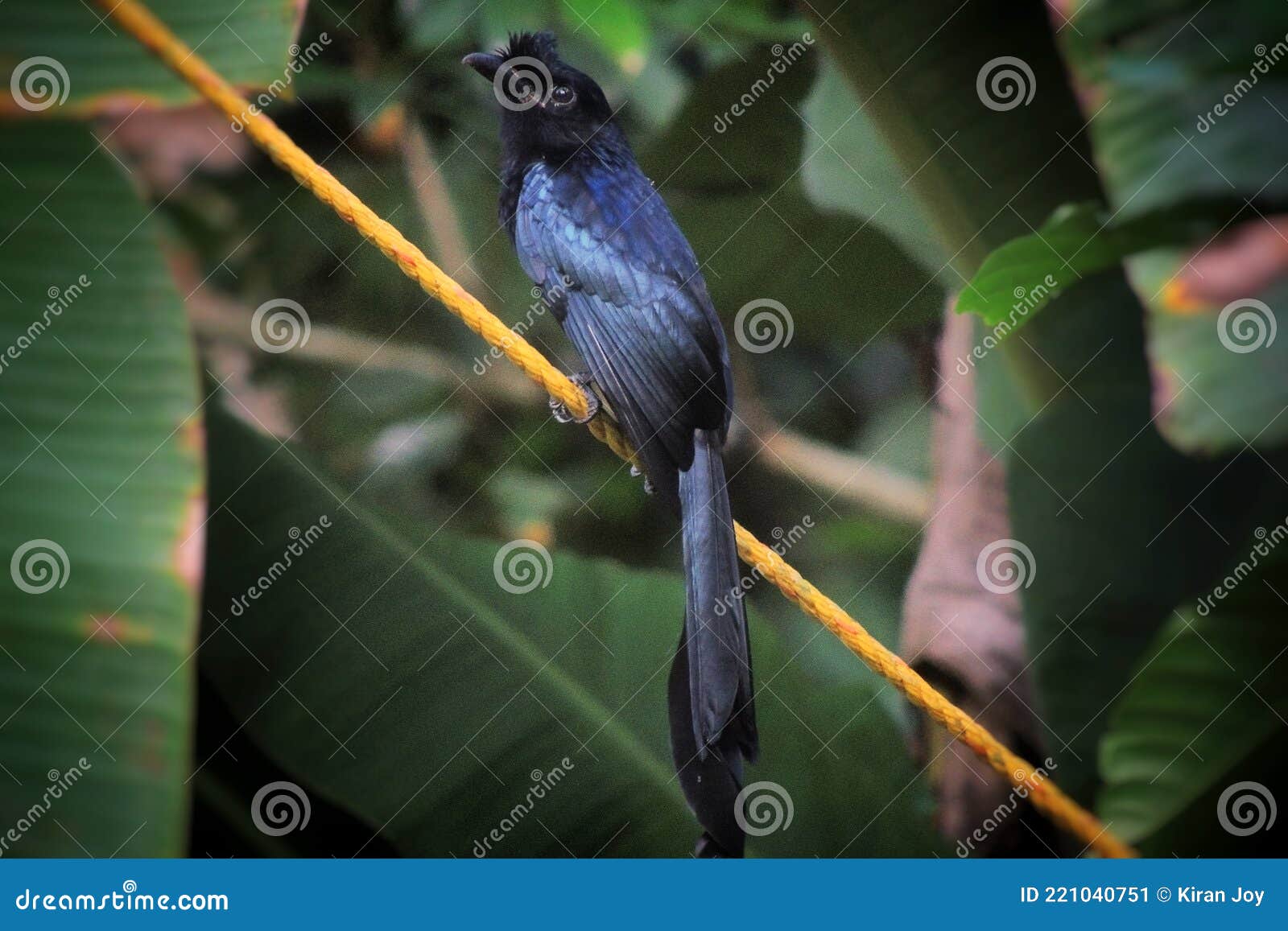 Greater Racket Tailed Drongo Stock Image - Image of wing, green: 221040751