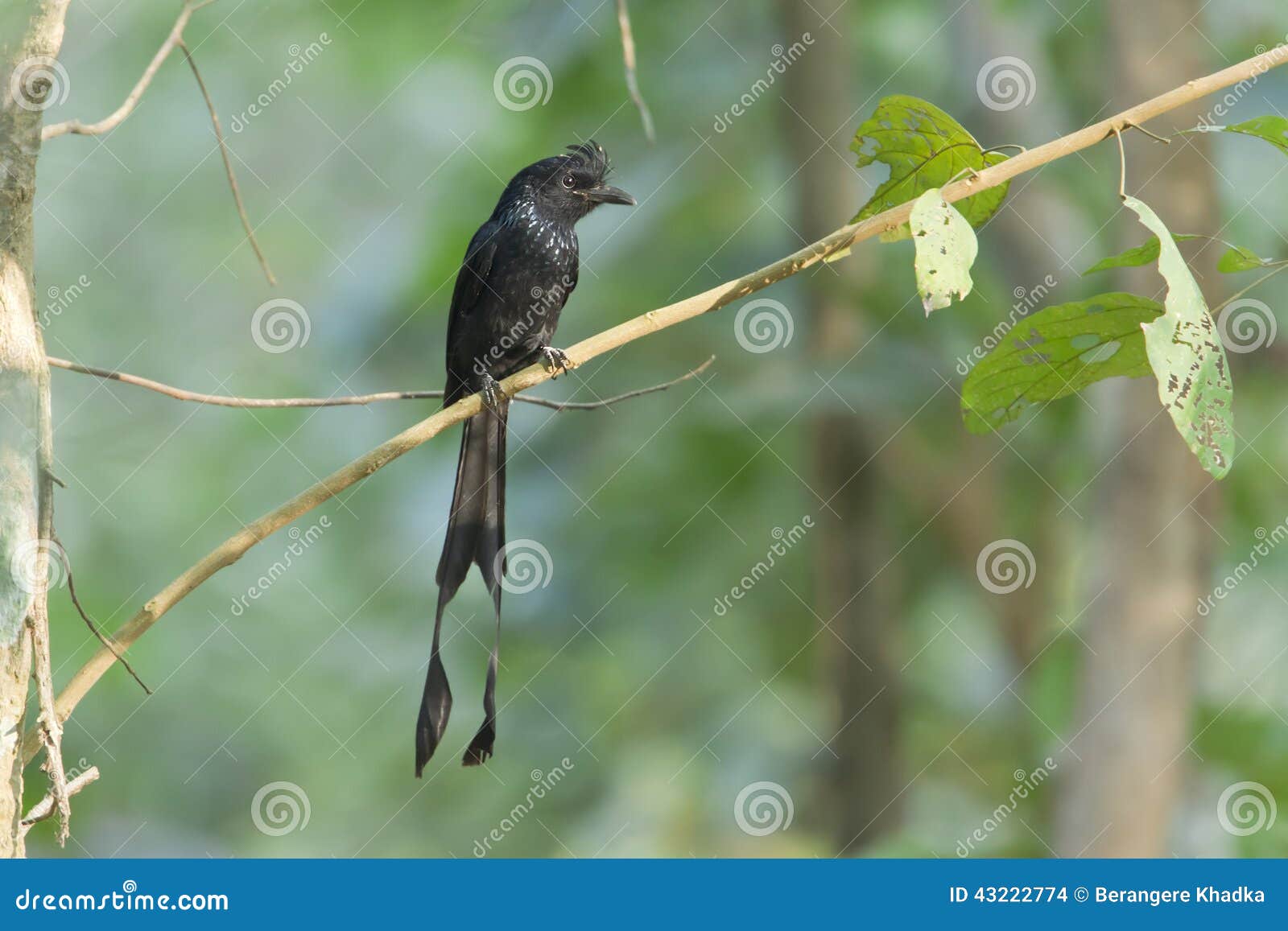 Greater Racket-tailed Drongo - Dicrurus Paradiseus, Asian Bird ...