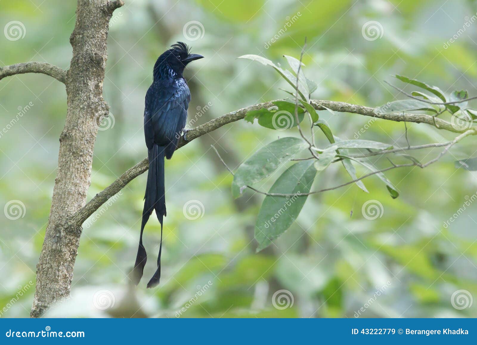 Greater Racket-tailed Drongo - Dicrurus Paradiseus, Asian Bird ...