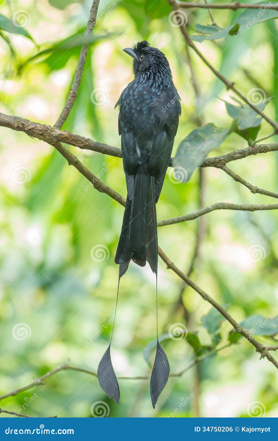 Greater Racket-tailed Drongo - Dicrurus Paradiseus, Asian Bird ...