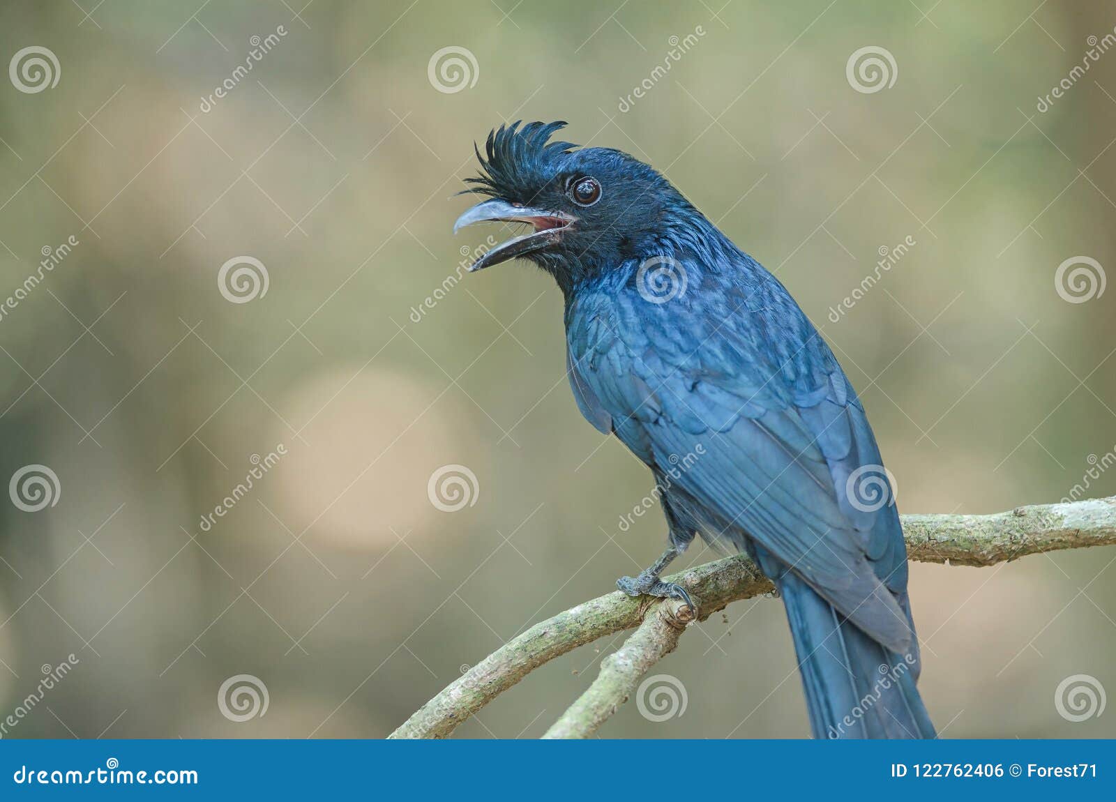 Greater Racket-tailed Drongo in Nature Stock Photo - Image of greater ...