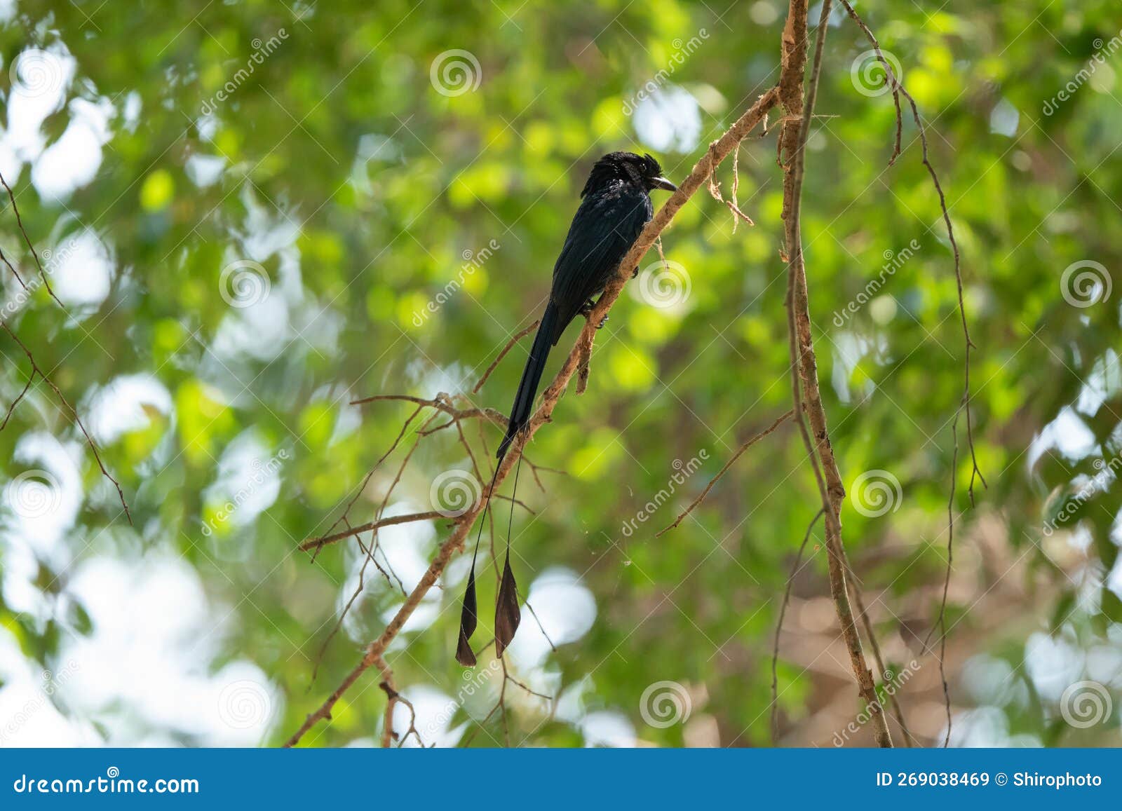 Greater Racquet Tailed Drongo in the Rain Forest Stock Image - Image of ...
