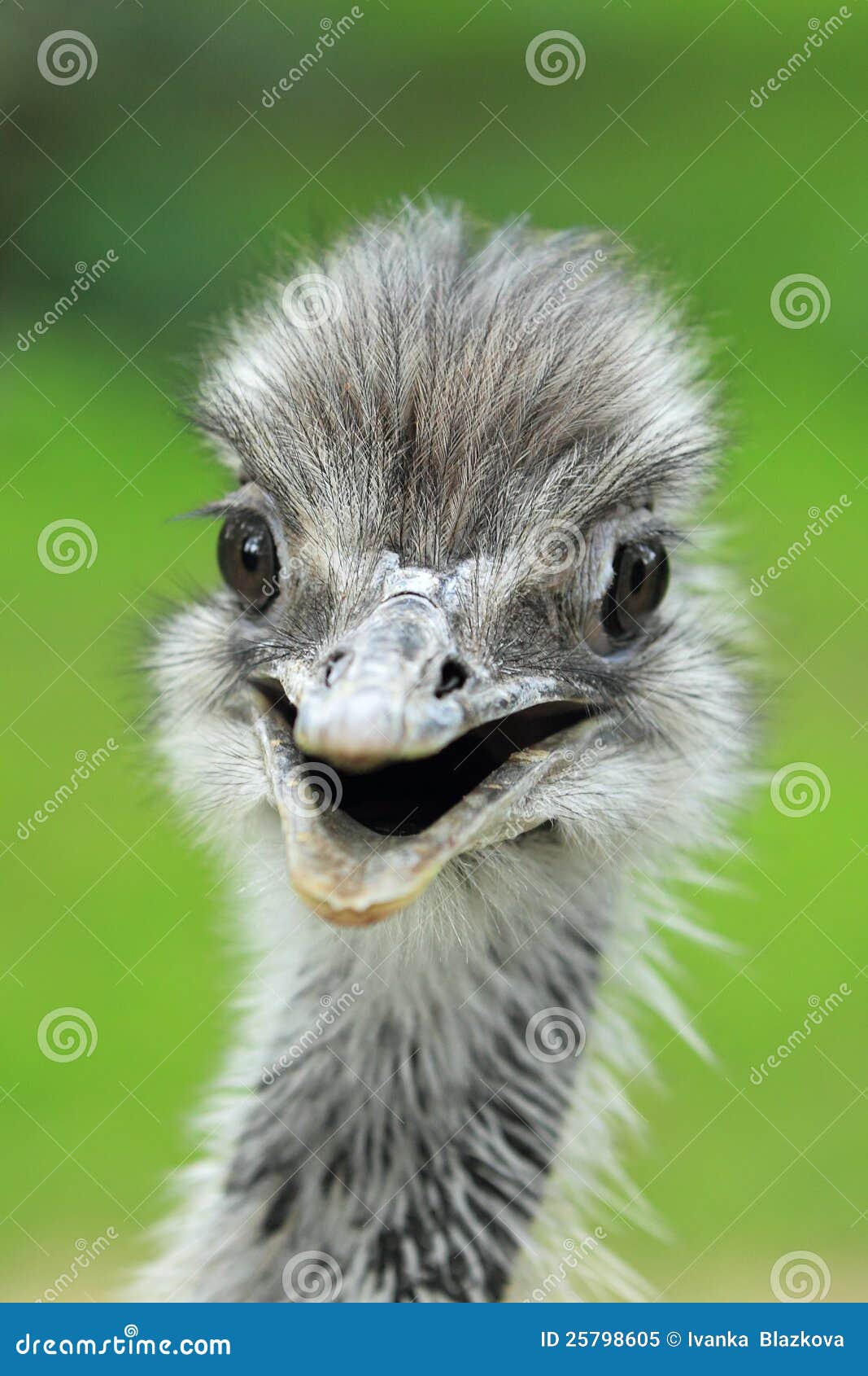 Greater rhea stock image. Image of animal, nature, nandu - 25798605