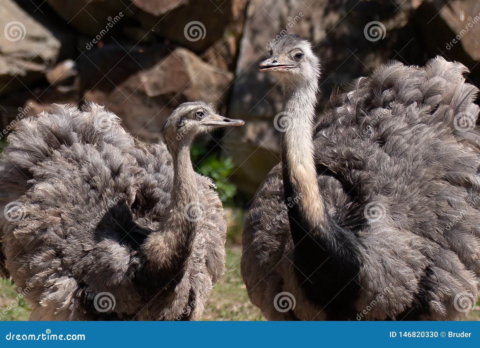 Greater Rhea Rhea Americana Stock Photo - Image of south, fauna: 146820330