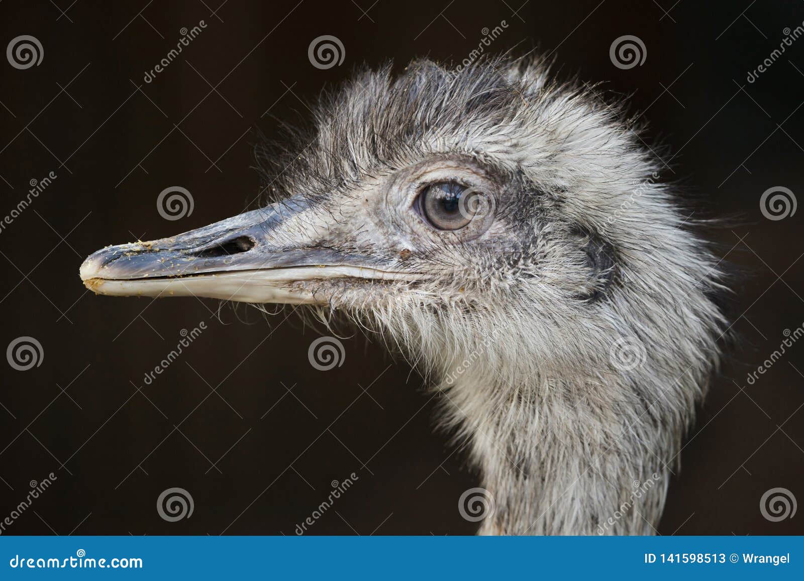 Greater Rhea Rhea Americana Stock Image - Image of patagonia, animal ...
