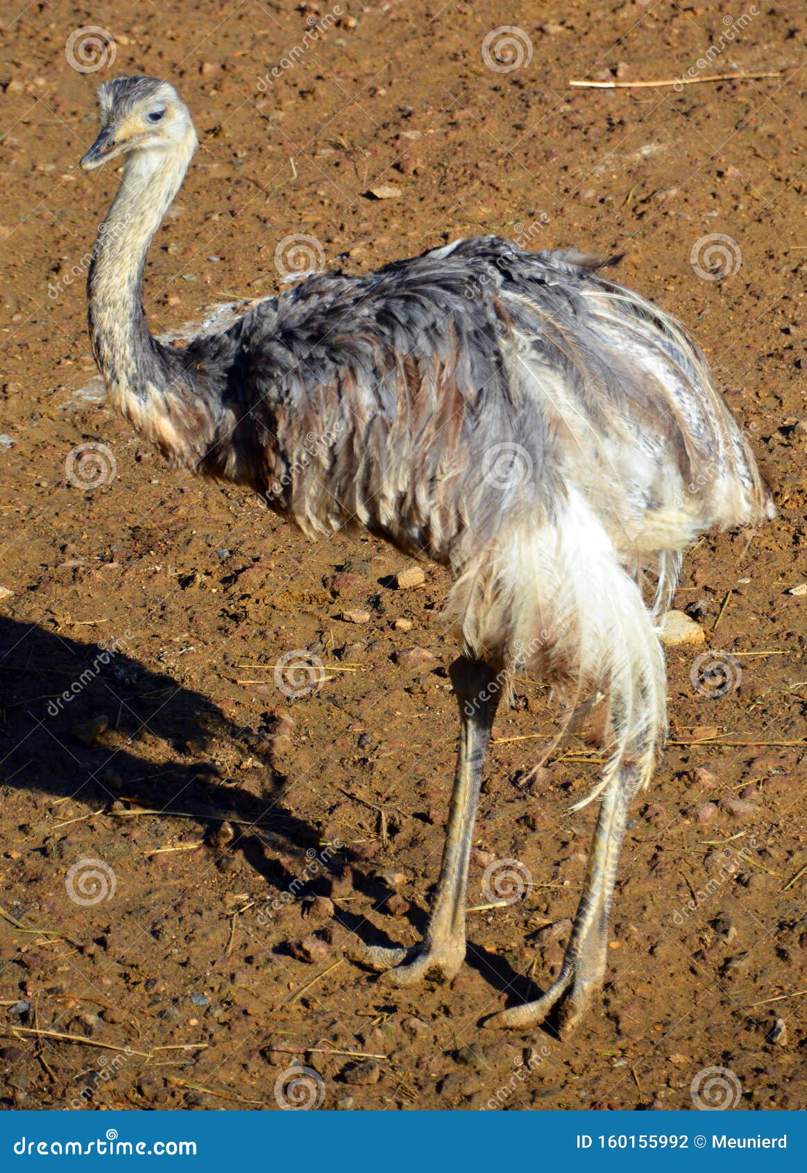 The Greater Rhea Rhea Americana Stock Photo - Image of furry, face ...