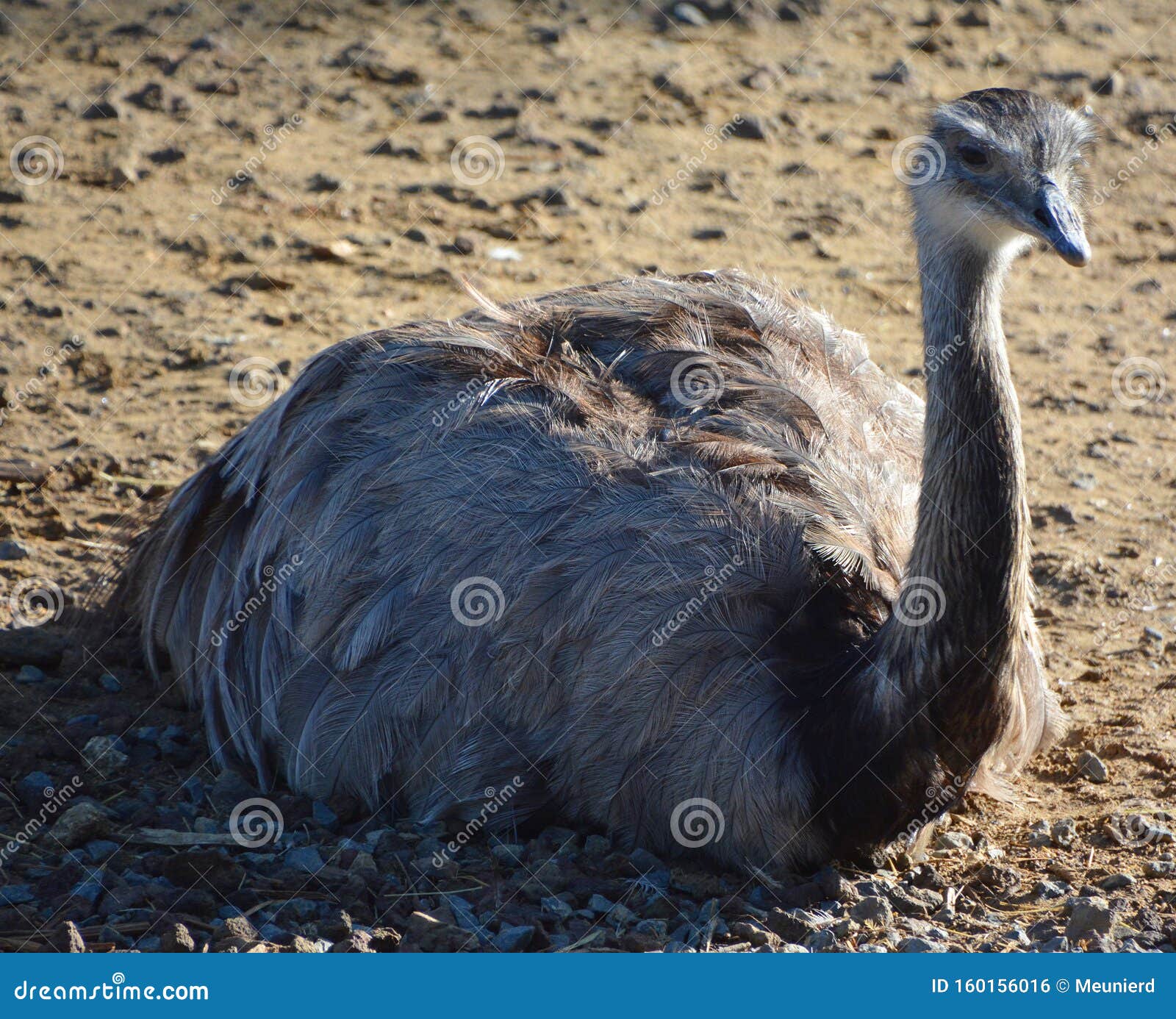 The Greater Rhea Rhea Americana Stock Photo - Image of face, character ...
