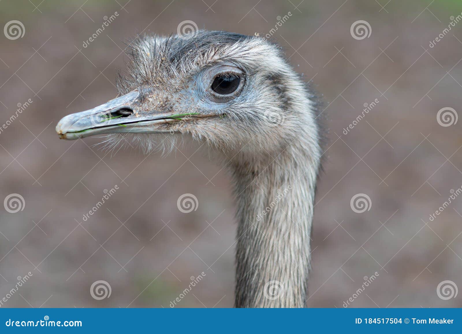 Greater Rhea Rhea Americana Stock Photo - Image of captivity, common ...