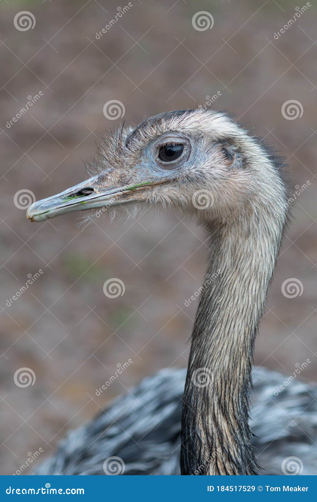 Greater Rhea Rhea Americana Stock Image - Image of ornithology, avian ...