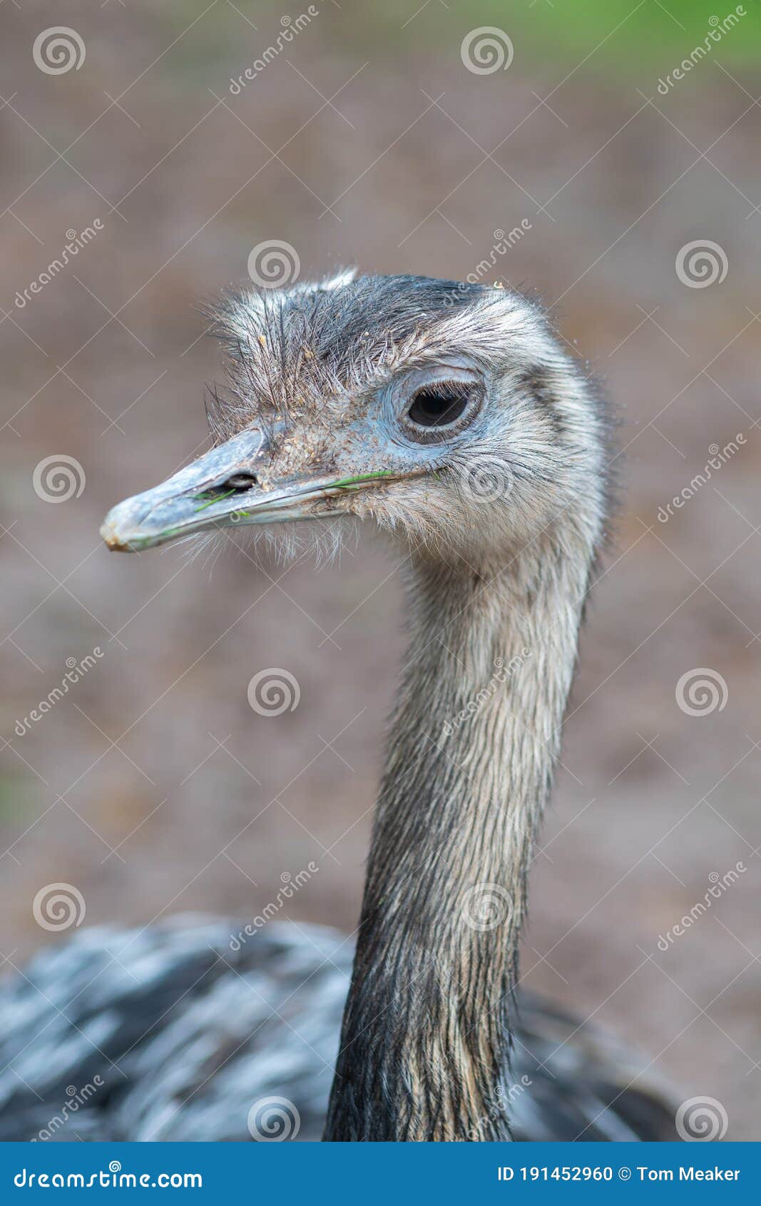 Greater Rhea Rhea Americana Stock Photo - Image of avian, close: 191452960