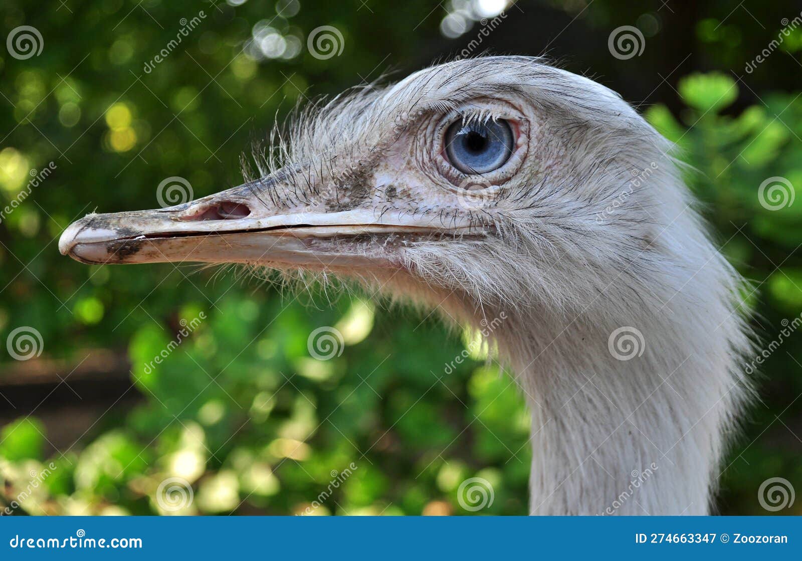Greater Rhea (Rhea Americana) Stock Image - Image of rhea, ducks: 274663347