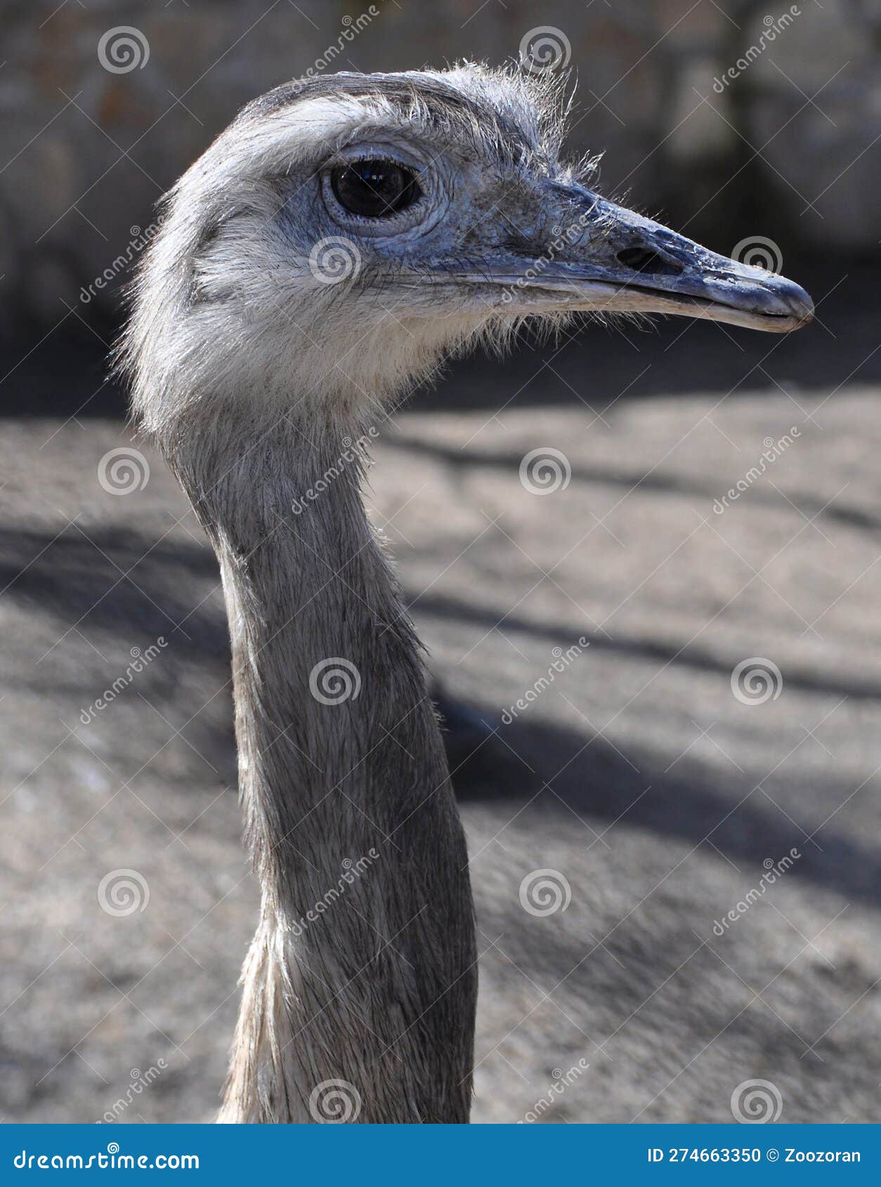 Greater Rhea (Rhea Americana) Stock Photo - Image of paraguay, greater ...