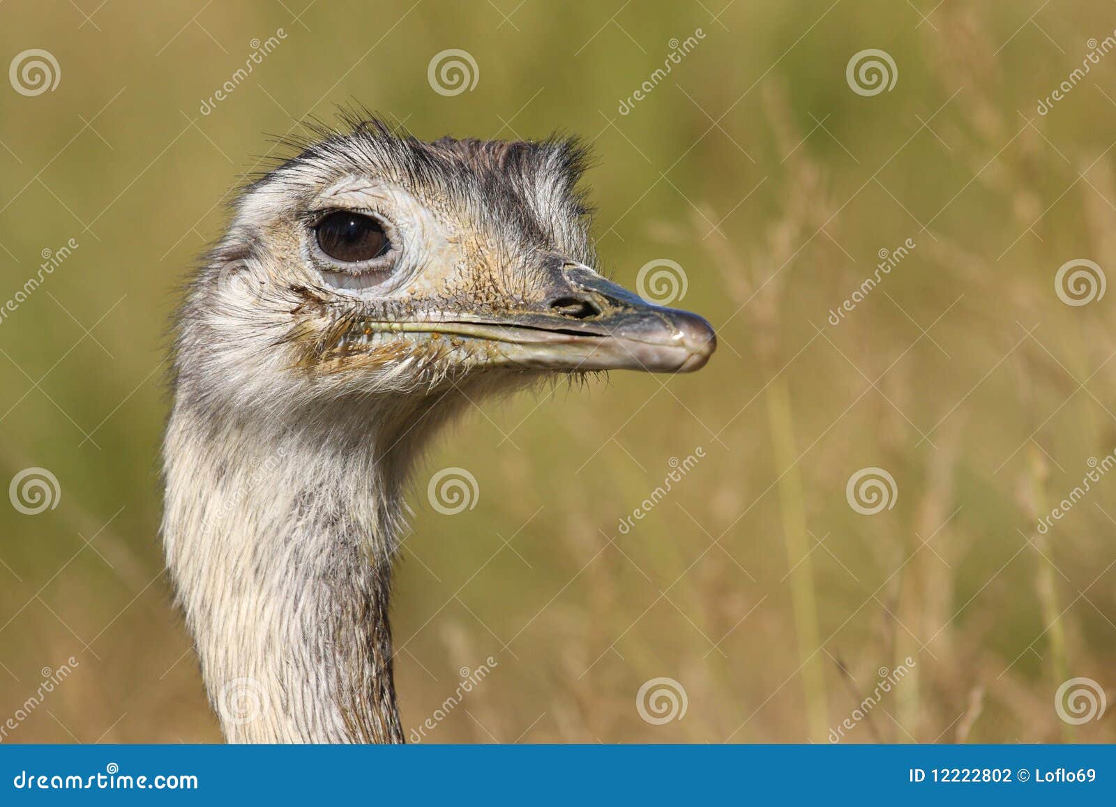 Greater Rhea bird stock photo. Image of closeup, common - 12222802