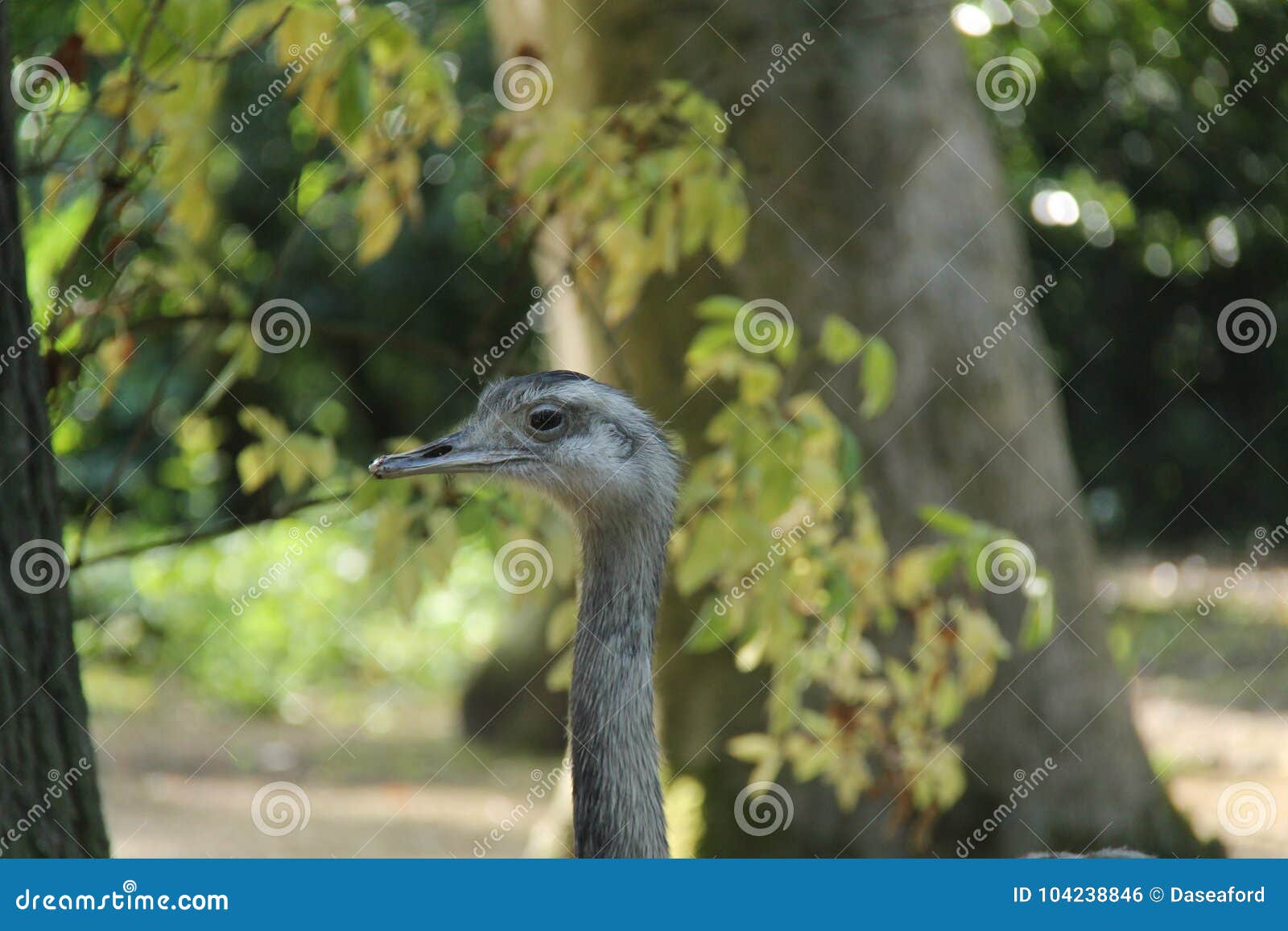Greater Rhea Bird. stock photo. Image of bird, rhea - 104238846