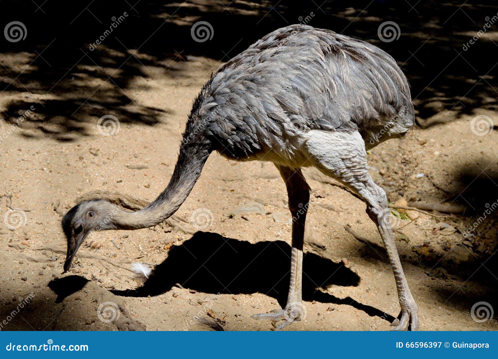 Greater Rhea bird stock image. Image of bolivia, birds - 66596397