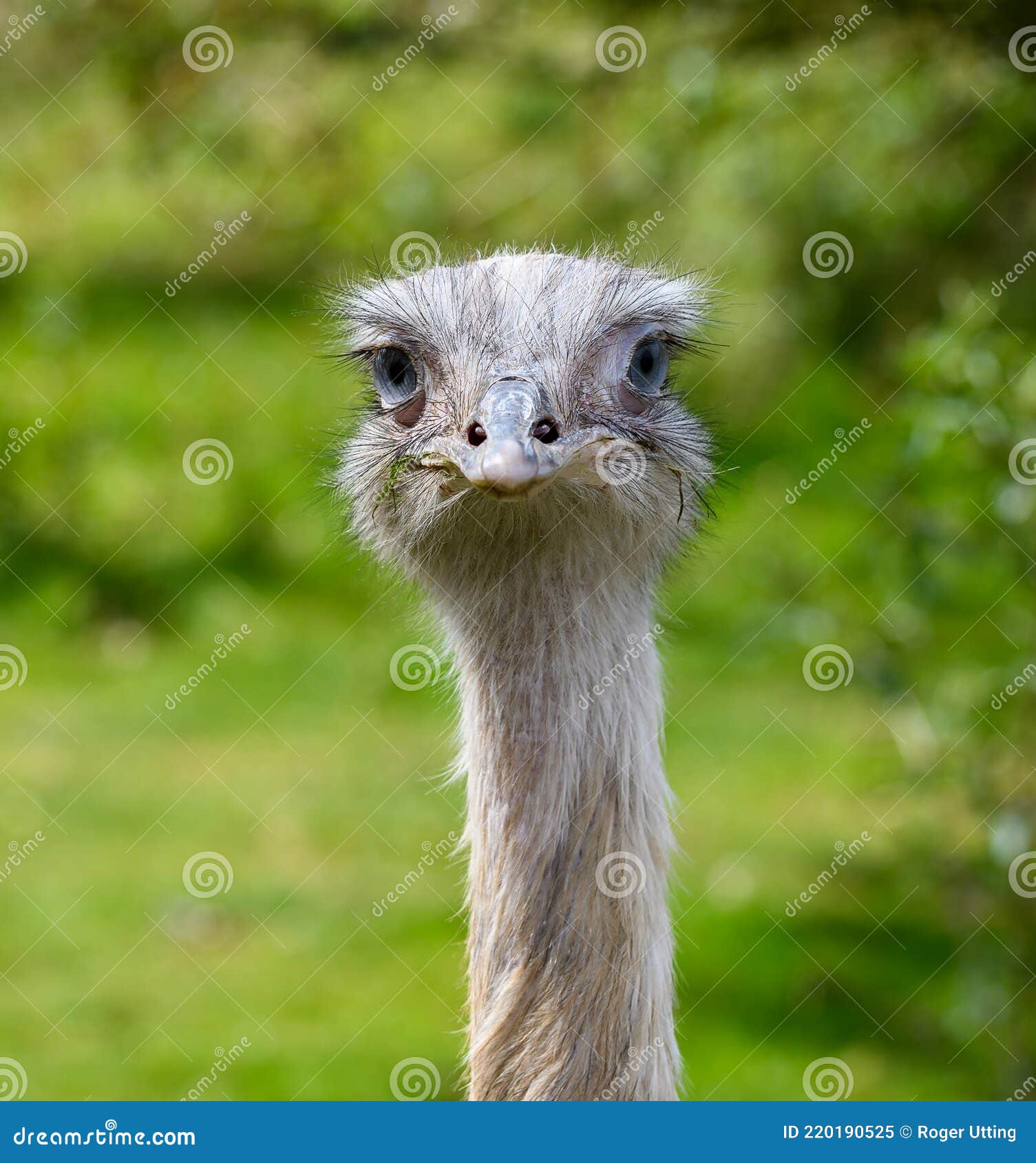 Greater Rhea bird stock image. Image of animal, americana - 220190525